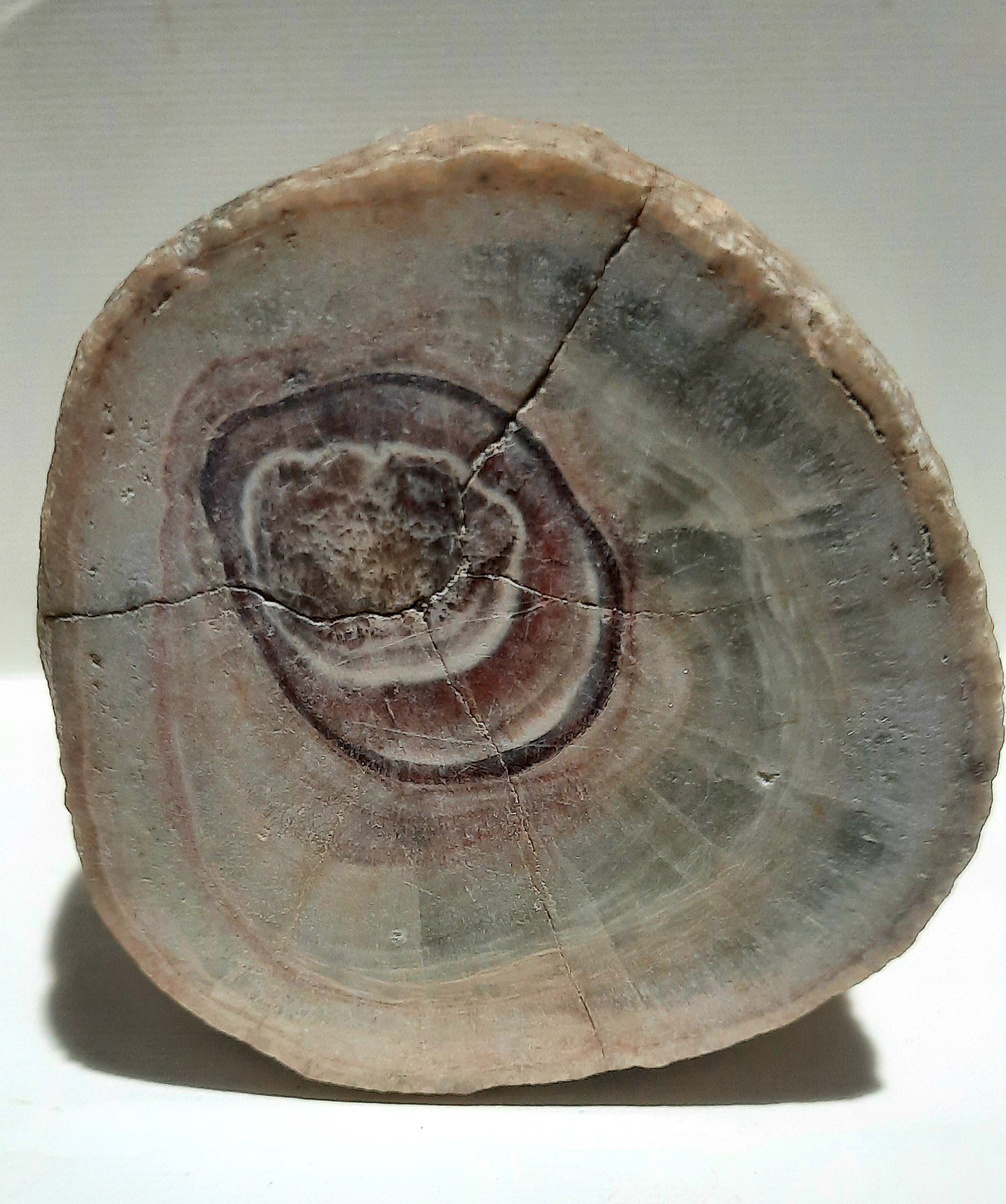 Tree trunk or branch? - Fossil ID - The Fossil Forum