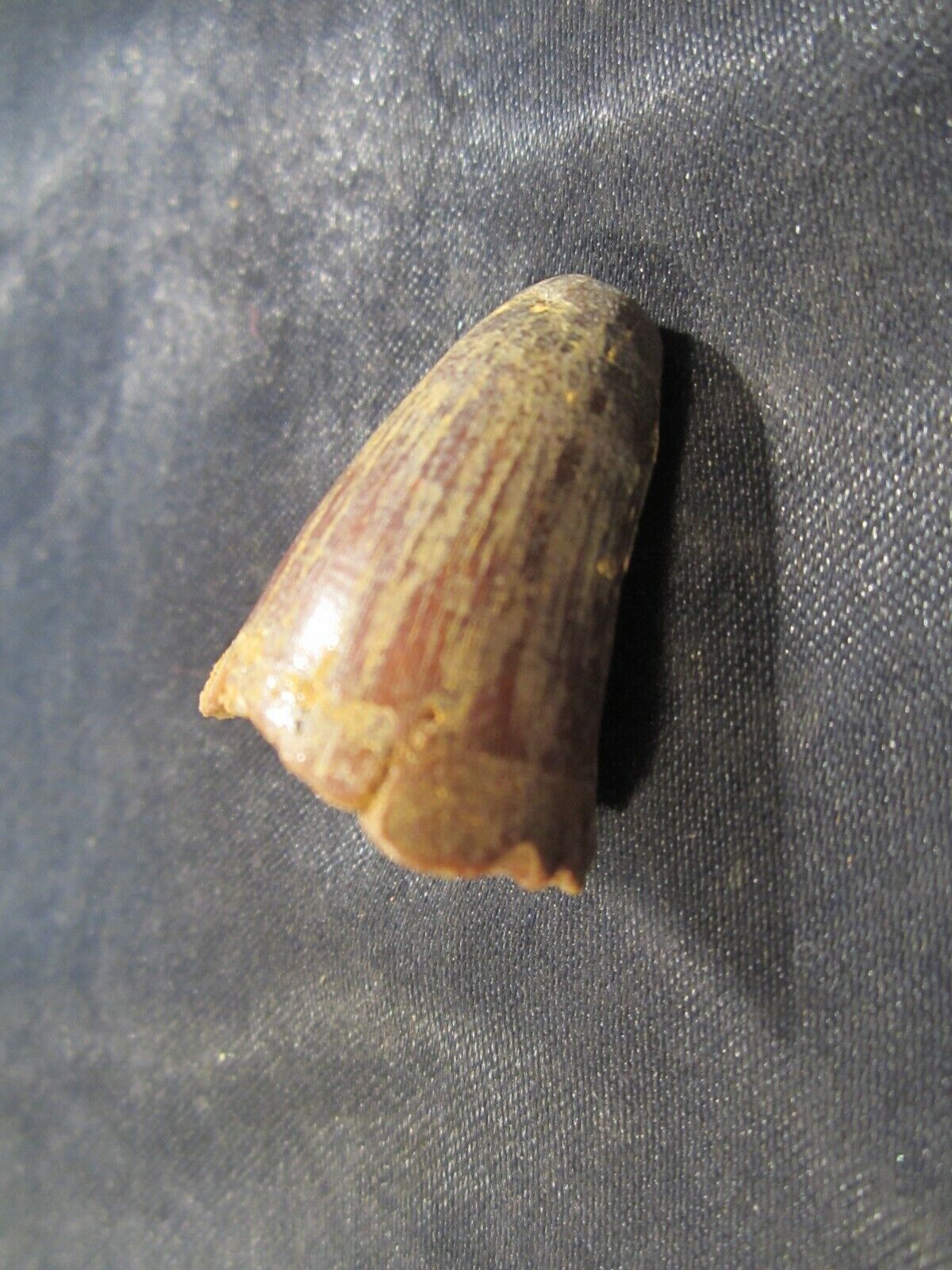 Brachauchenius tooth? - Fossil ID - The Fossil Forum