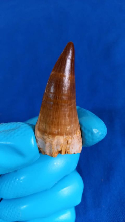 Pliosaurus tooth? - Fossil ID - The Fossil Forum