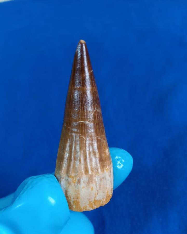 Pliosaurus tooth? - Fossil ID - The Fossil Forum