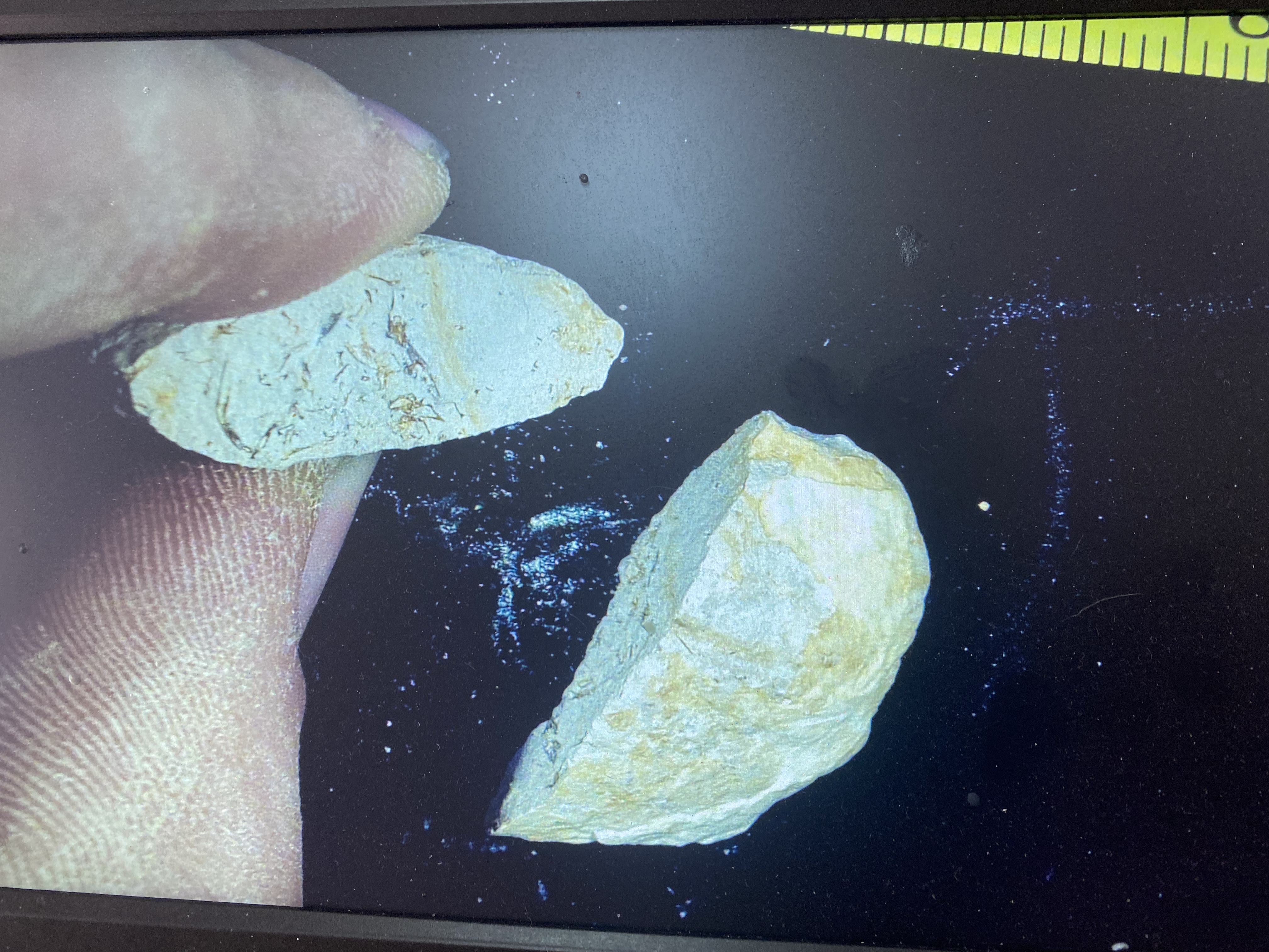 Coprolite identification - Fossil ID - The Fossil Forum