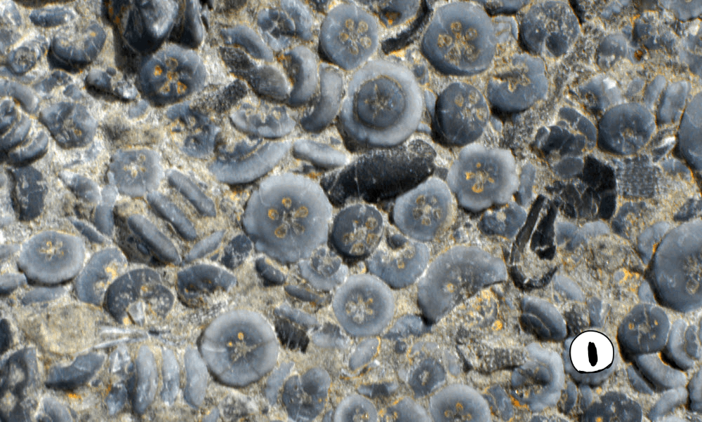 Show us Your Scary Fossils! - General Fossil Discussion - The Fossil Forum