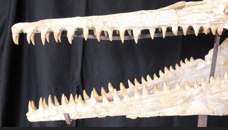 Can you help me to know if it is a real Skull of Mosasaurus or fake ...