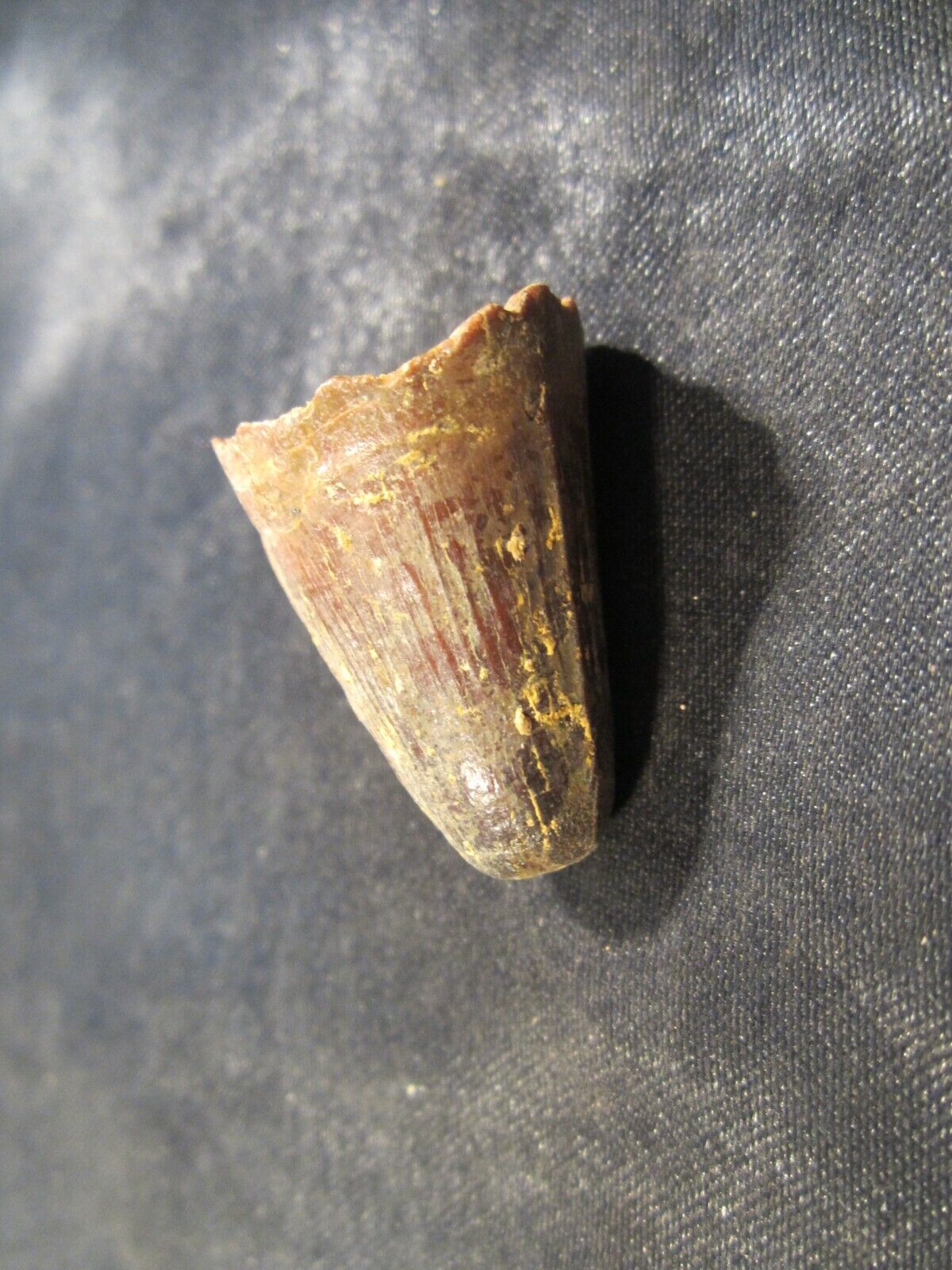 Brachauchenius tooth? - Fossil ID - The Fossil Forum