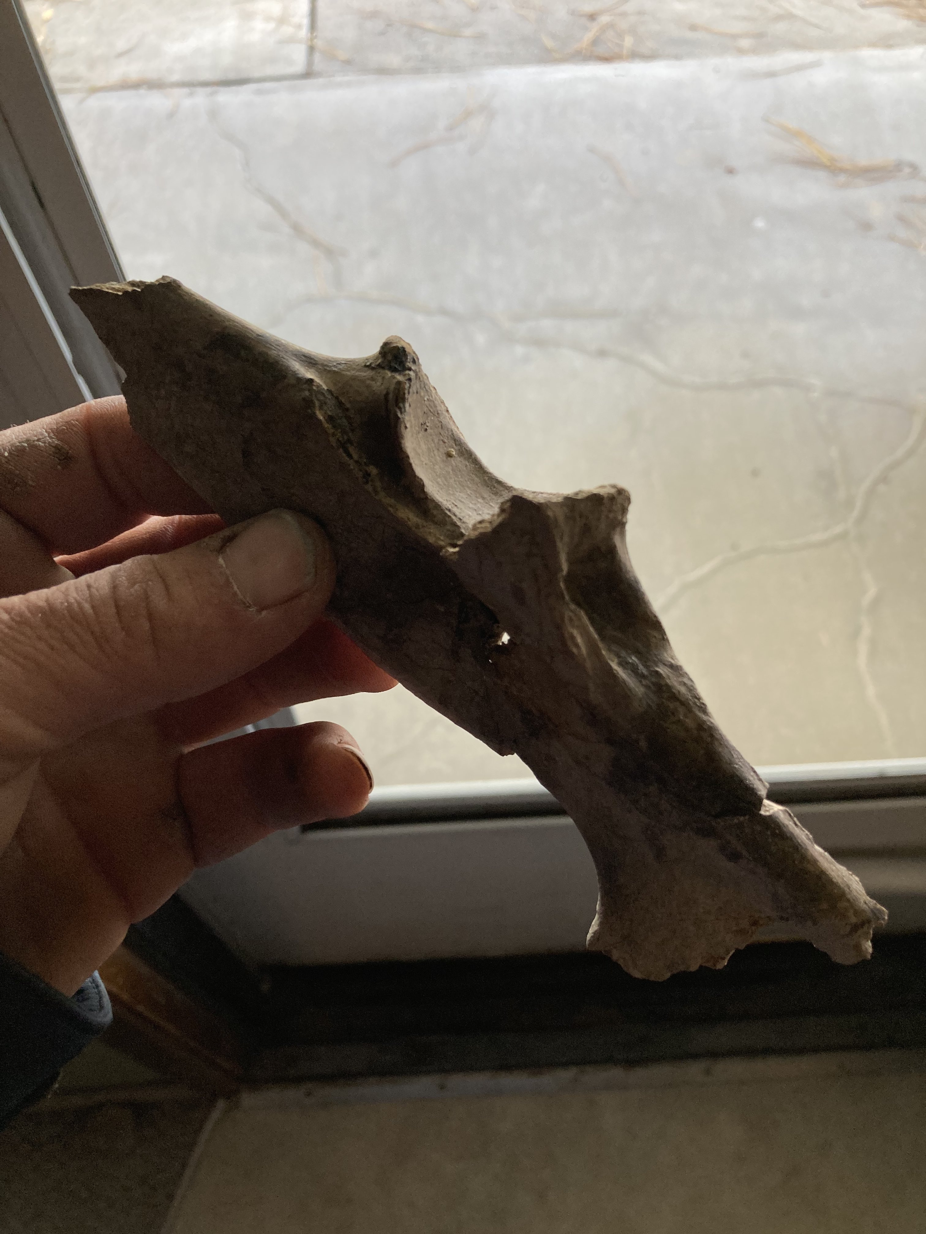 Camelops hesternus vertebrae? - Fossil ID - The Fossil Forum