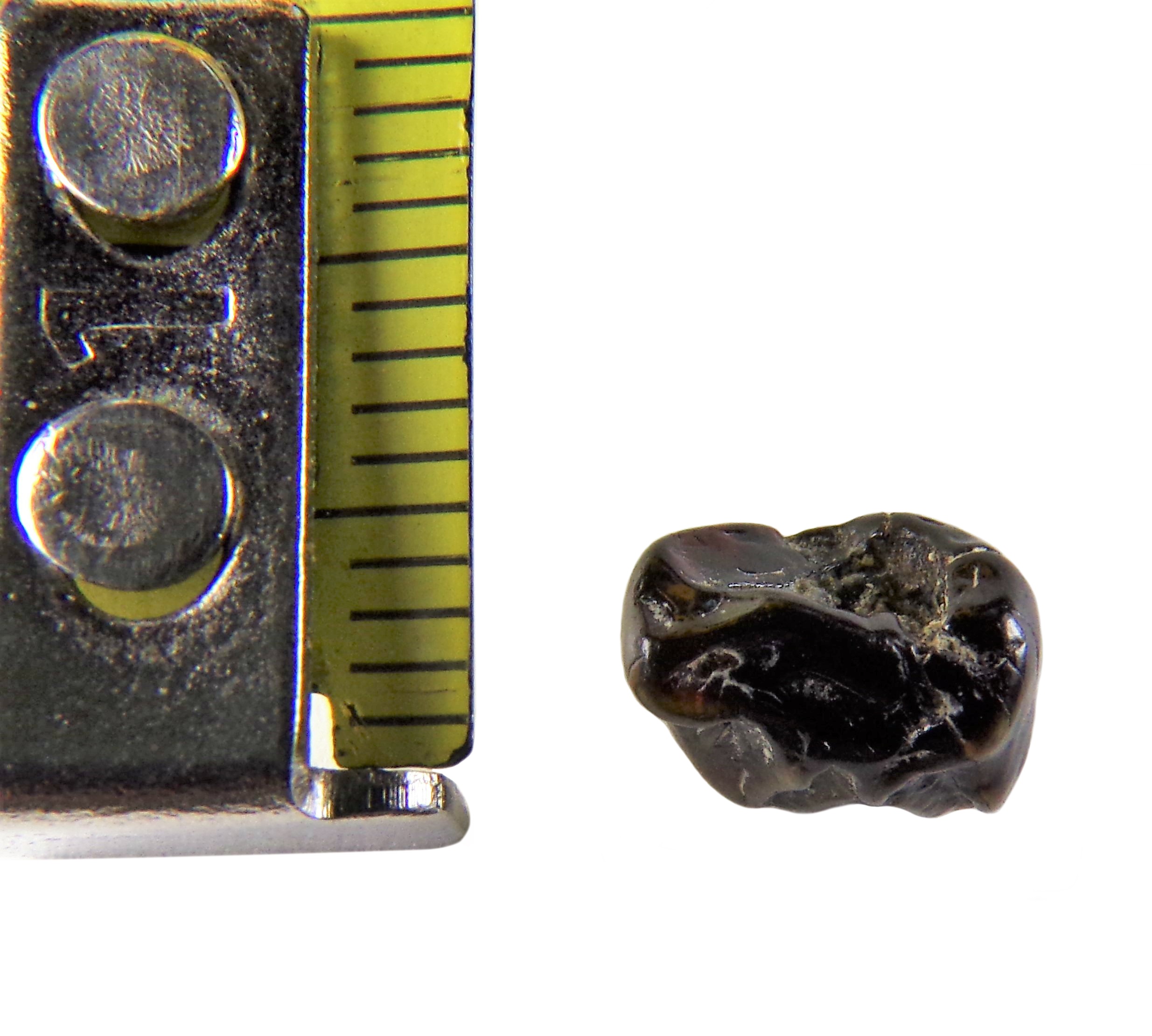 Small badenian mammal tooth - Fossil ID - The Fossil Forum