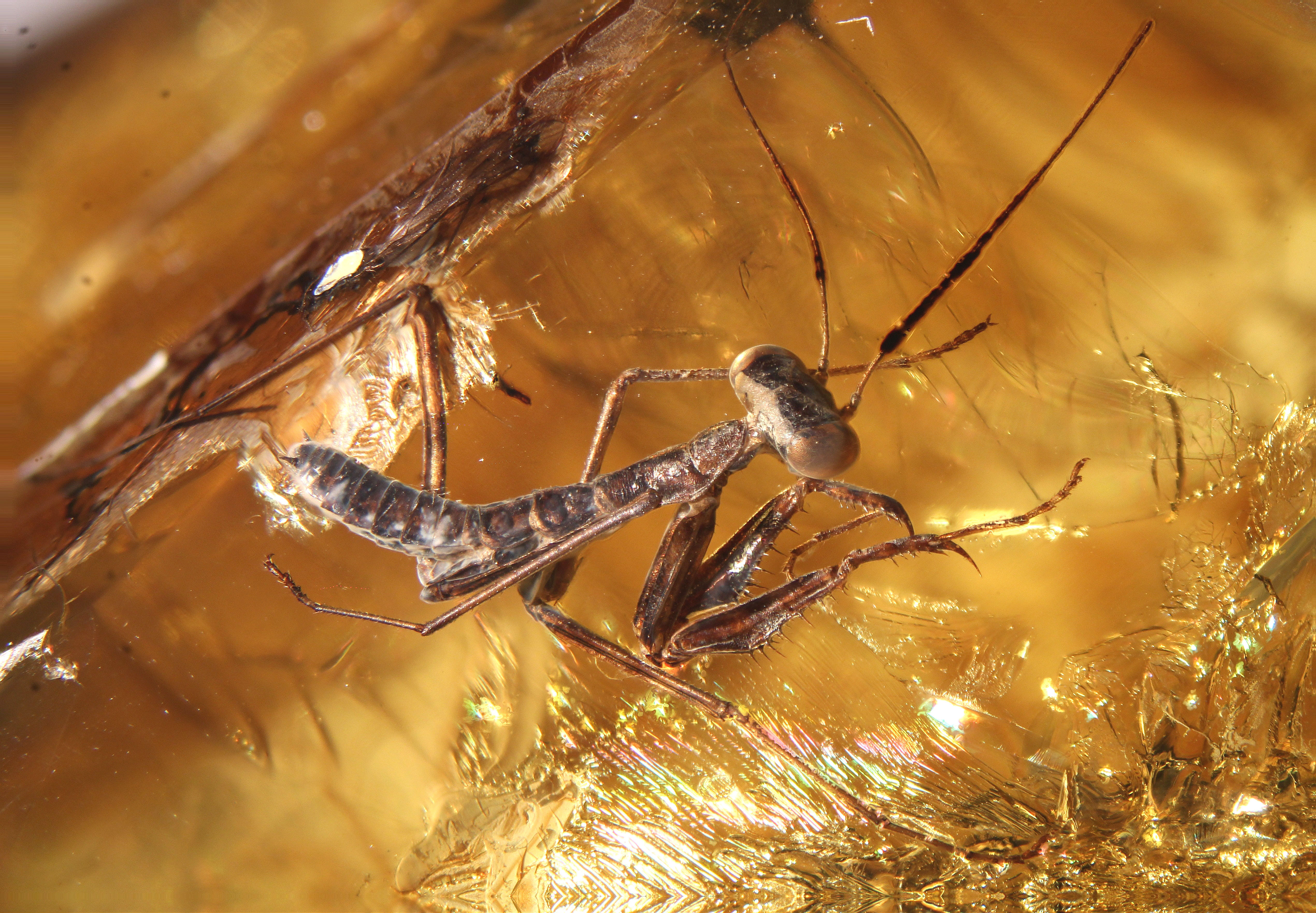 [Baltic Amber Inclusion] Extremely Rare Praying Mantis, Mantodea ...
