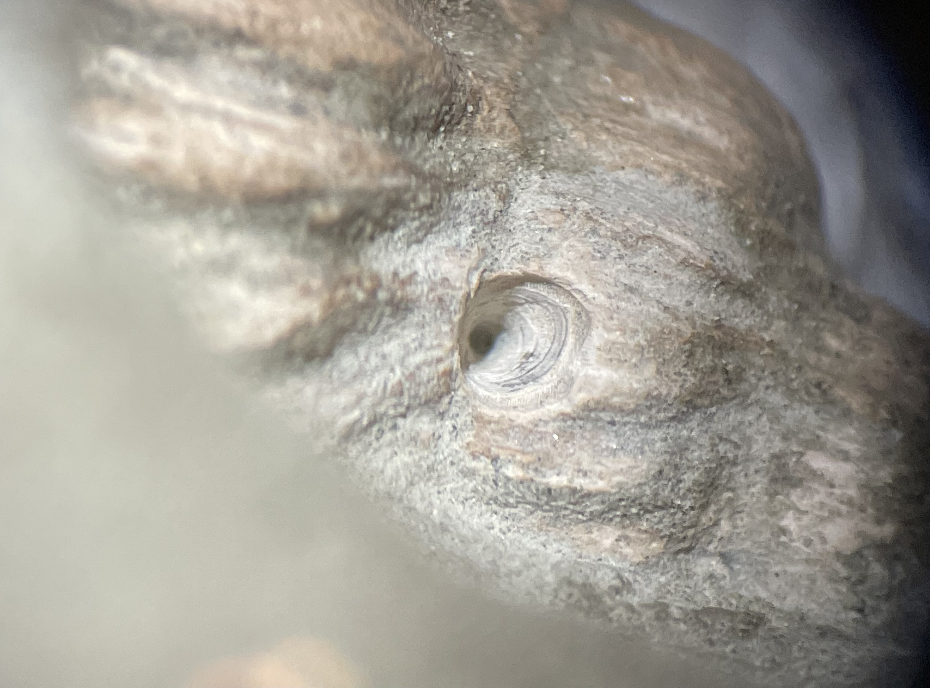 Monster mollusc fossil from New Zealand - Member Collections - The ...