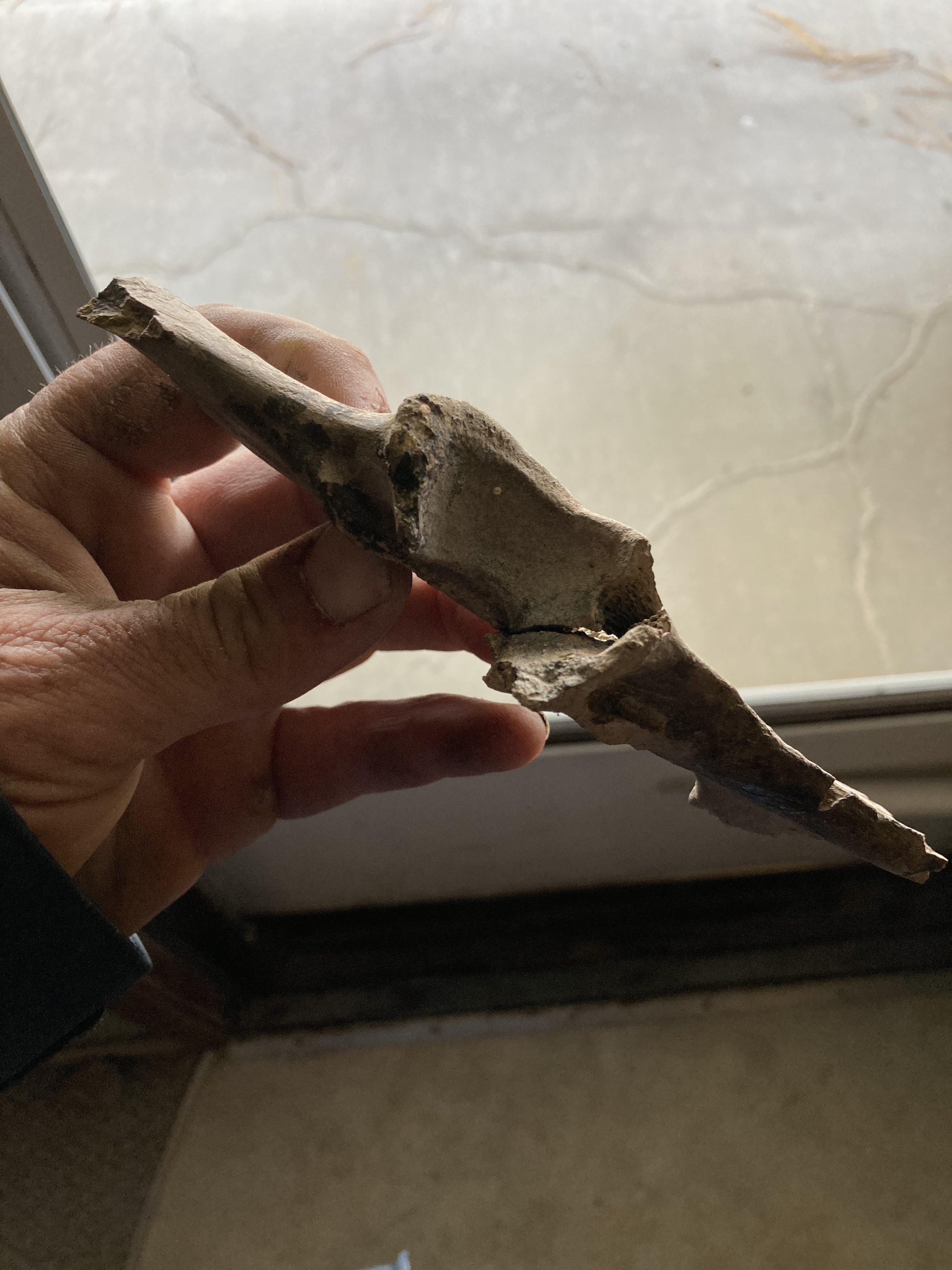 Camelops hesternus vertebrae? - Fossil ID - The Fossil Forum