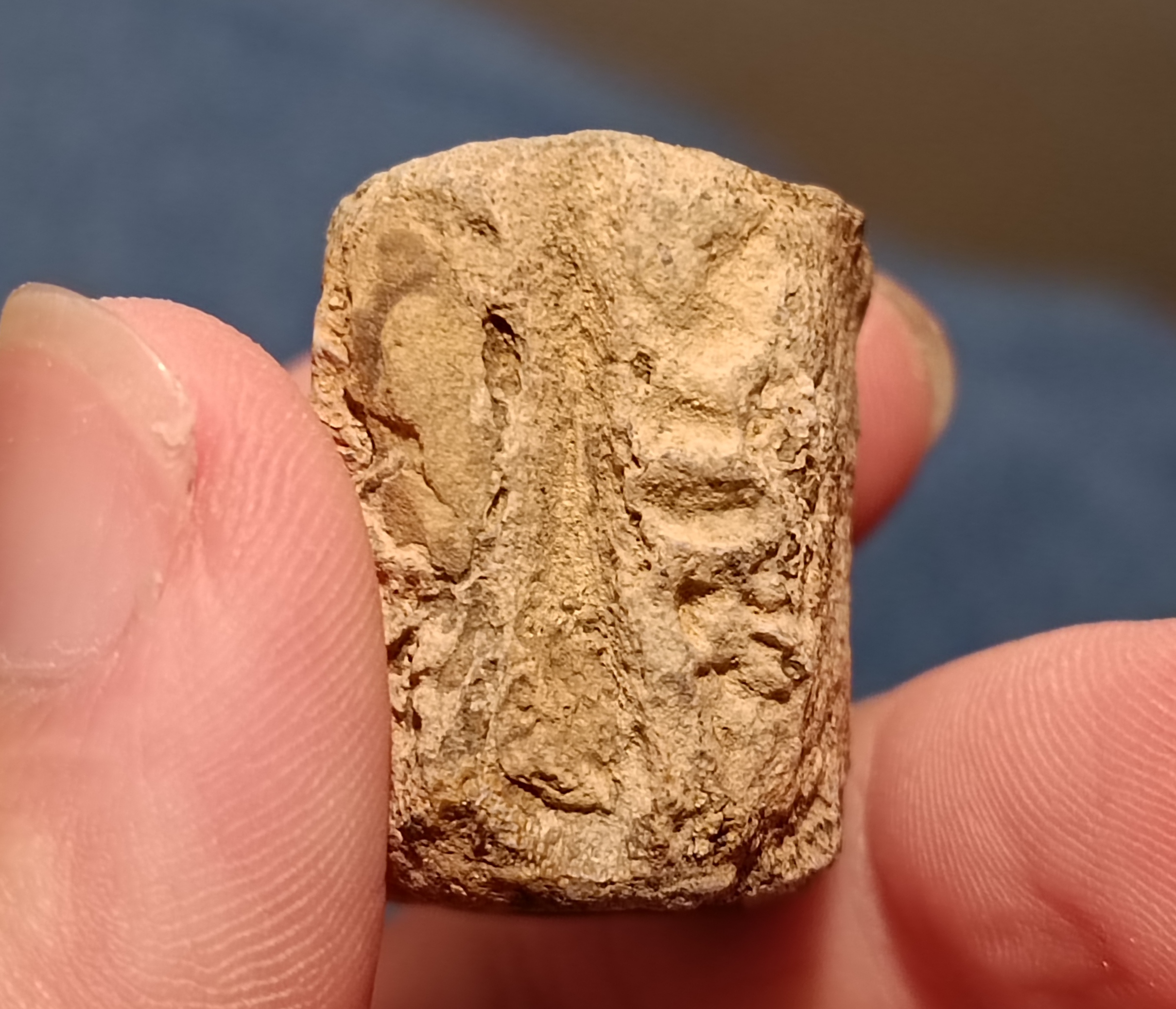 Help with ID of a Middle Triassic vertebra - Fossil ID - The Fossil Forum