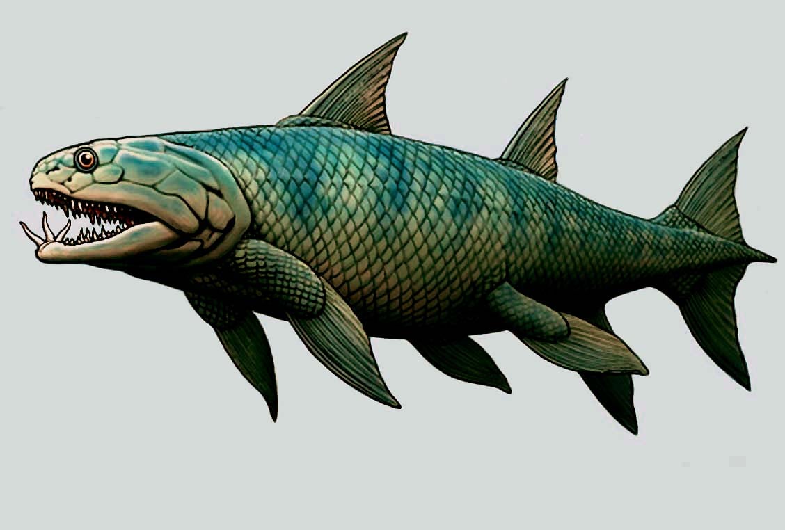 Devonian Fish Tooth to ID - Fossil ID - The Fossil Forum
