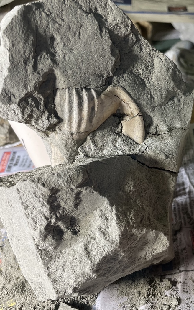 Monster mollusc fossil from New Zealand - Member Collections - The ...