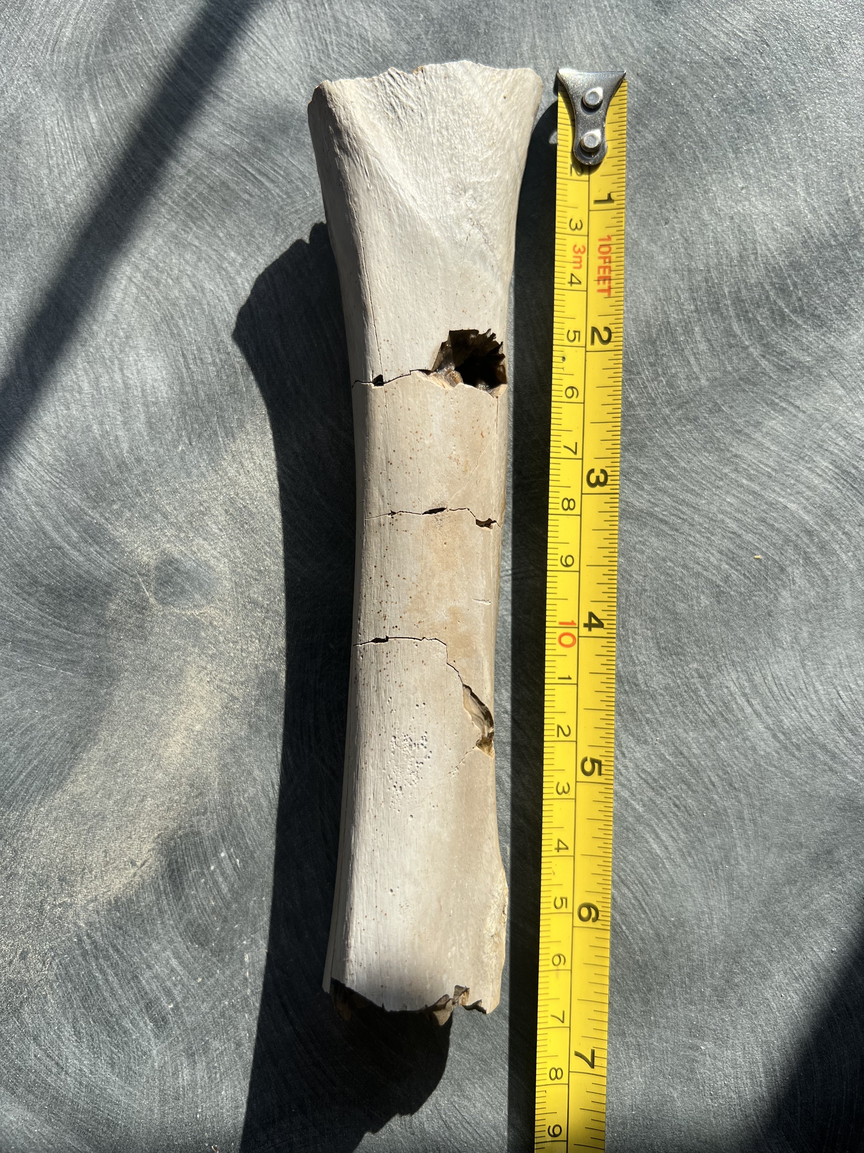 Theropod Bone - Fossil ID - The Fossil Forum