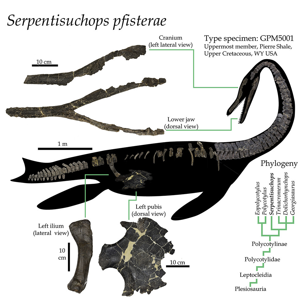 New long-necked polycotylid plesiosaur discovered in Wyoming - Fossil ...