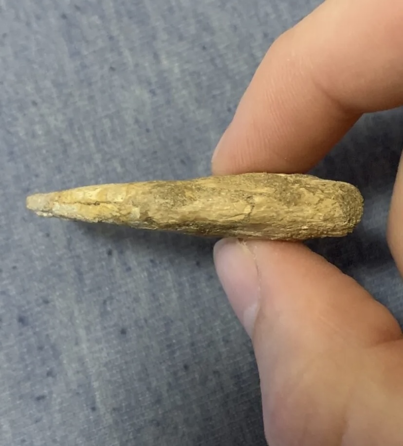 Claw from Morocco - Is It Real? How to Recognize Fossil Fabrications ...