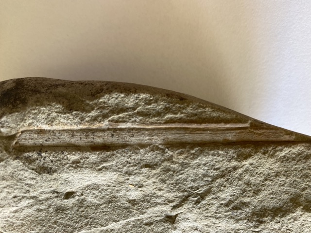 Could this be a Sea Grass Trace Fossil? - Fossil ID - The Fossil Forum