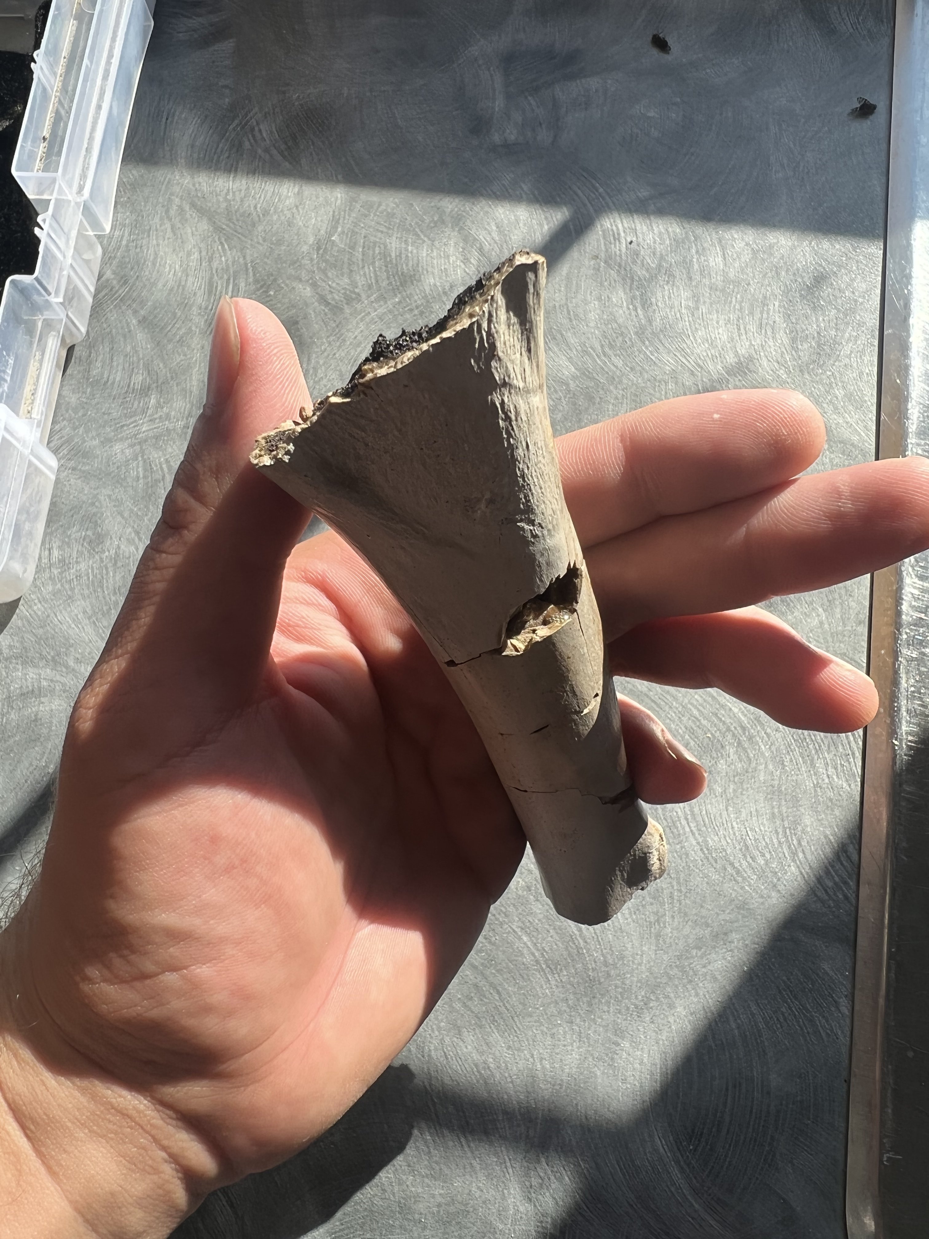 Theropod Bone - Fossil ID - The Fossil Forum