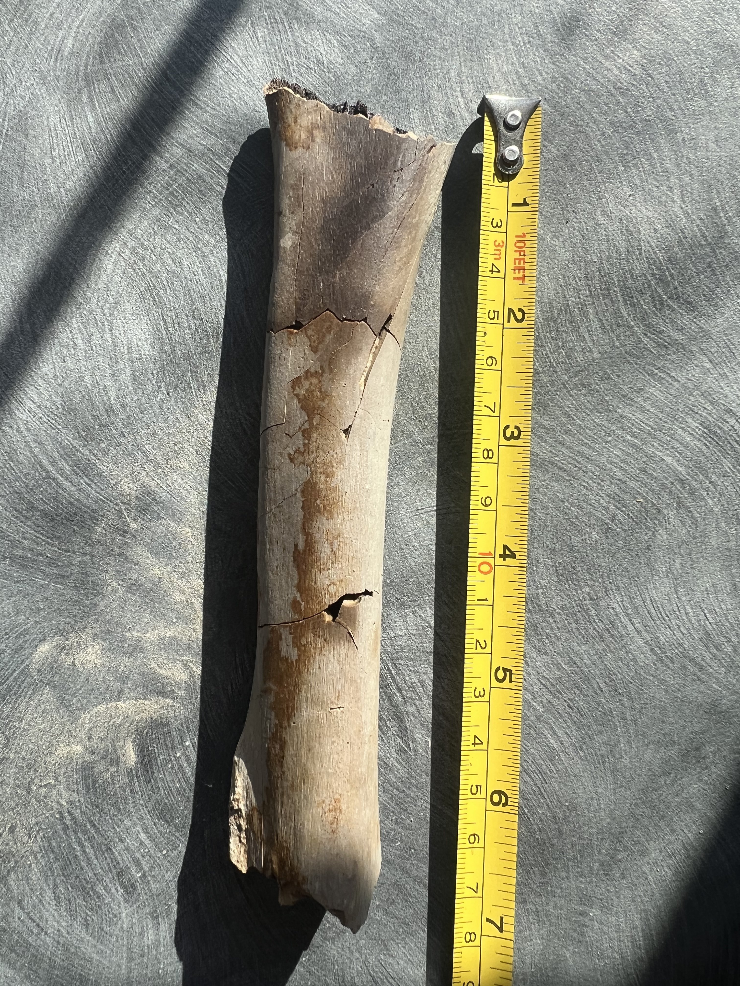 Theropod Bone - Fossil ID - The Fossil Forum