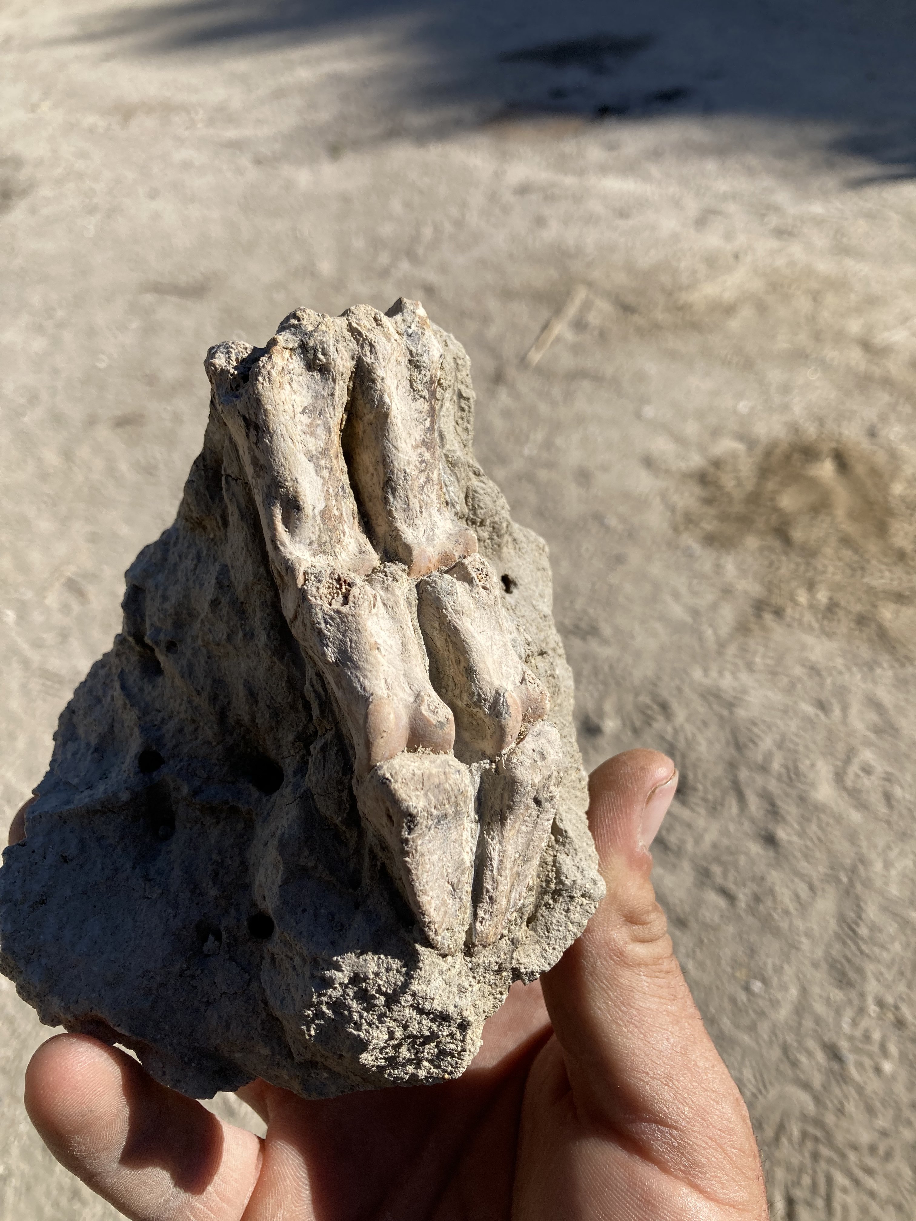Pig? - Fossil ID - The Fossil Forum