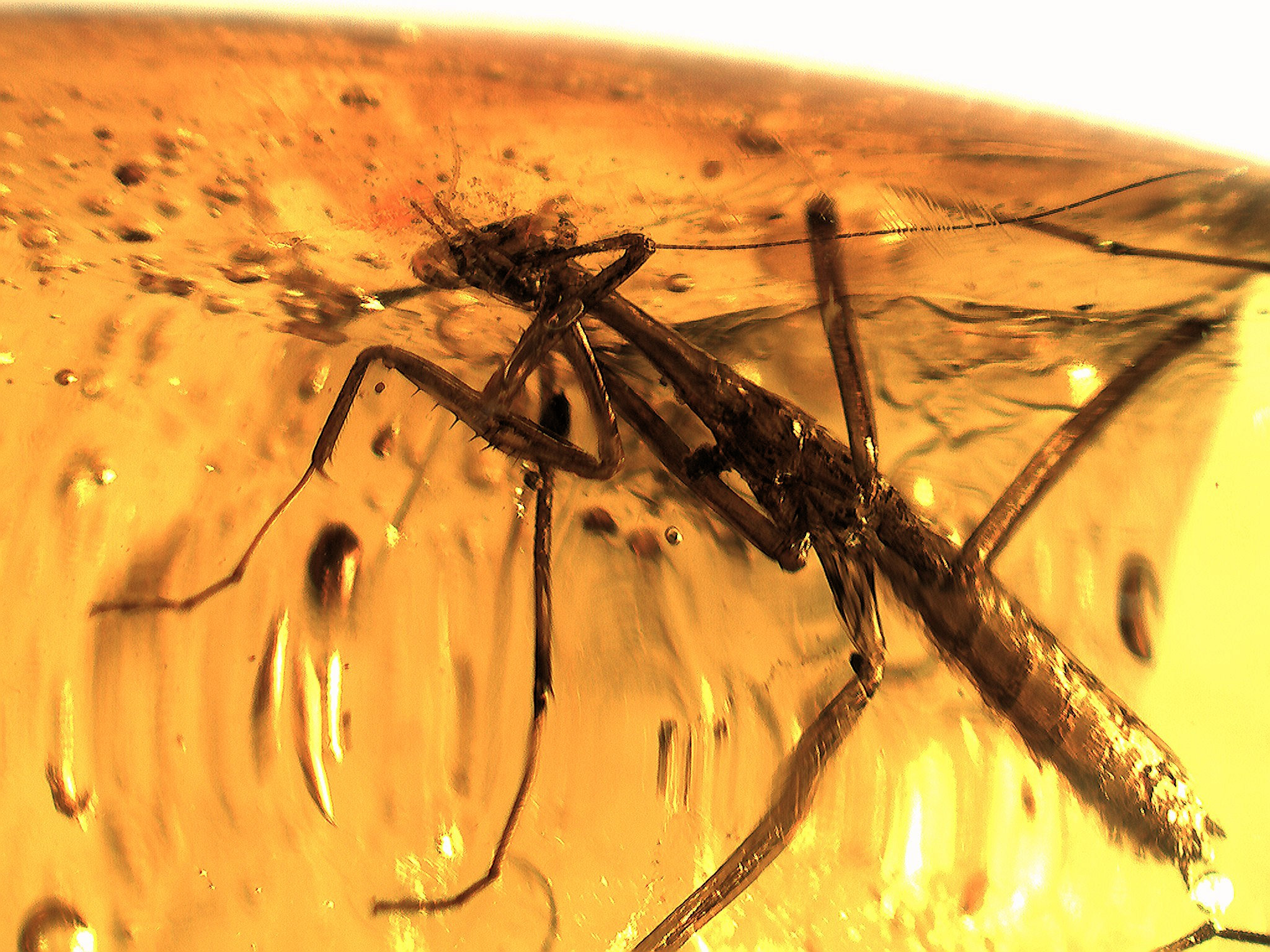 Is this genuine praying mantis amber? - Fossil ID - The Fossil Forum