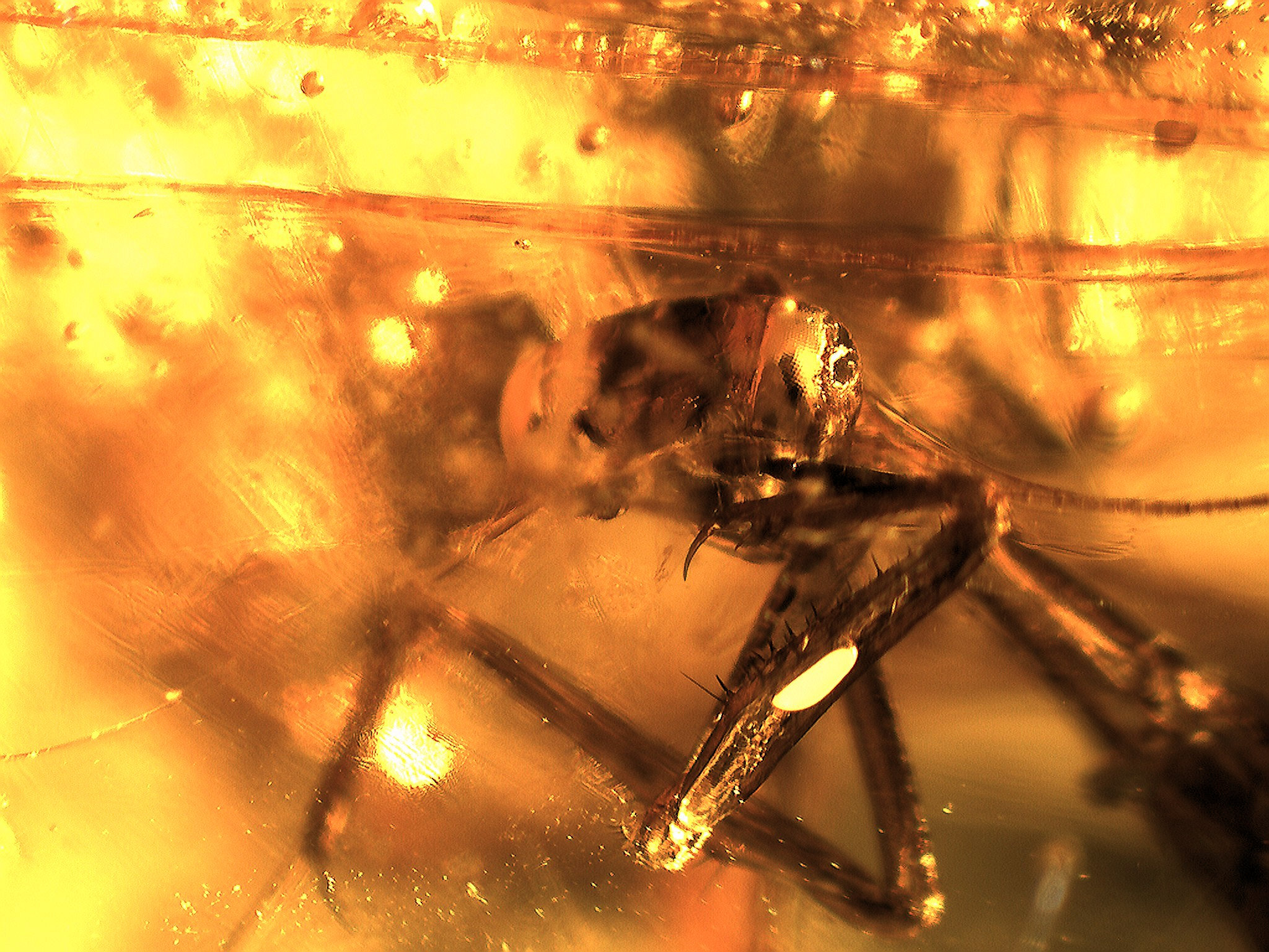Is this genuine praying mantis amber? - Fossil ID - The Fossil Forum