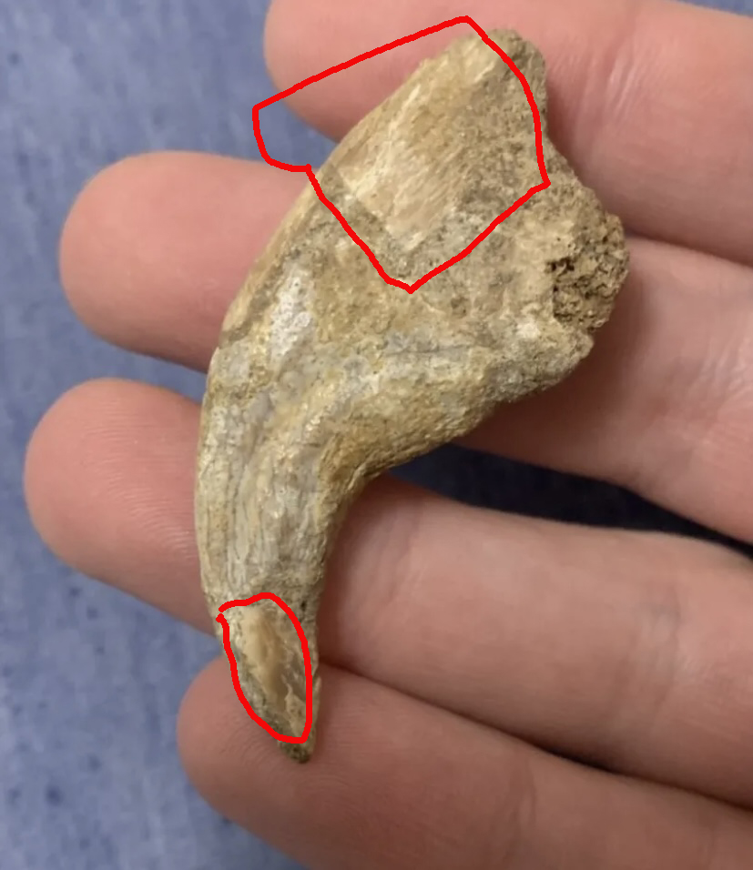 Claw from Morocco - Is It Real? How to Recognize Fossil Fabrications ...
