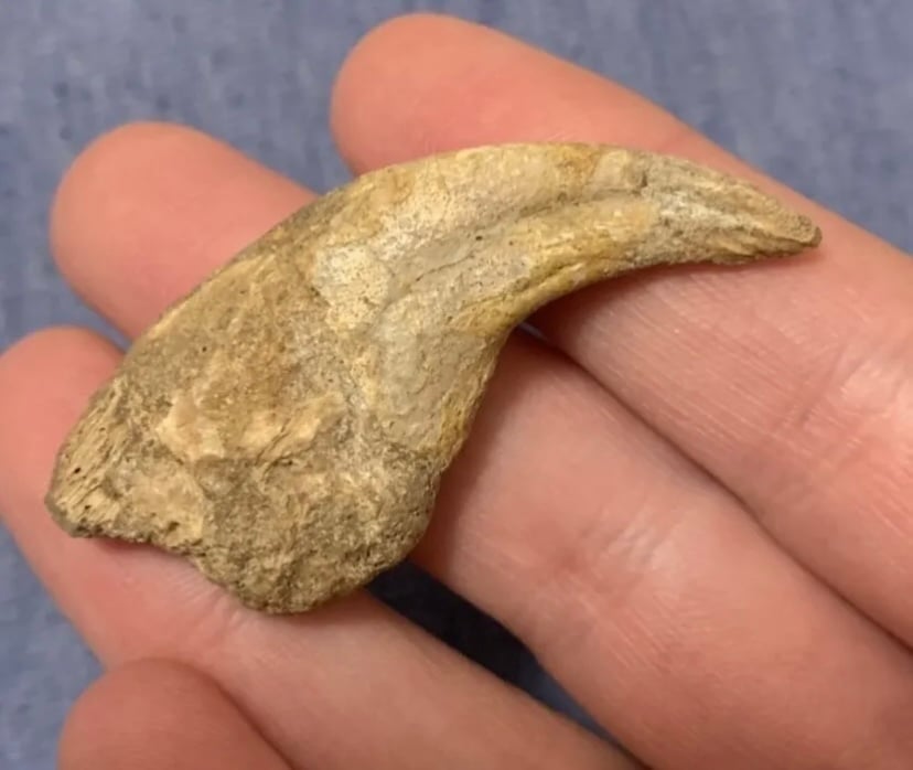 Claw from Morocco - Is It Real? How to Recognize Fossil Fabrications ...
