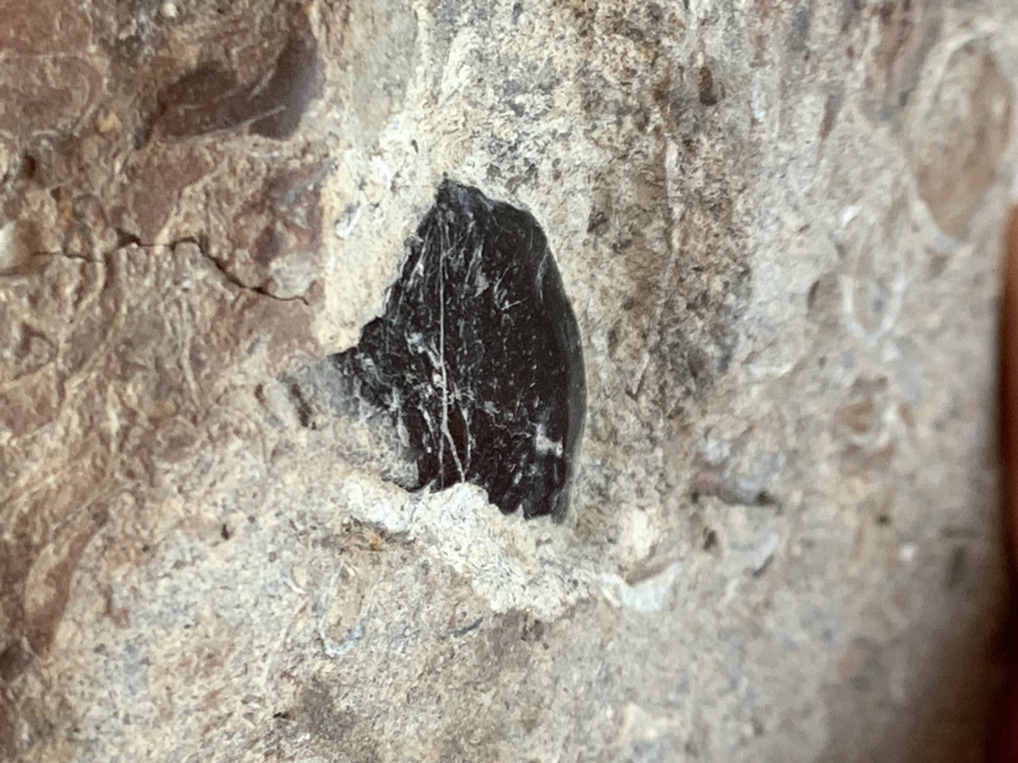 Lungfish tooth? Aptian Isle of Wight - Fossil ID - The Fossil Forum