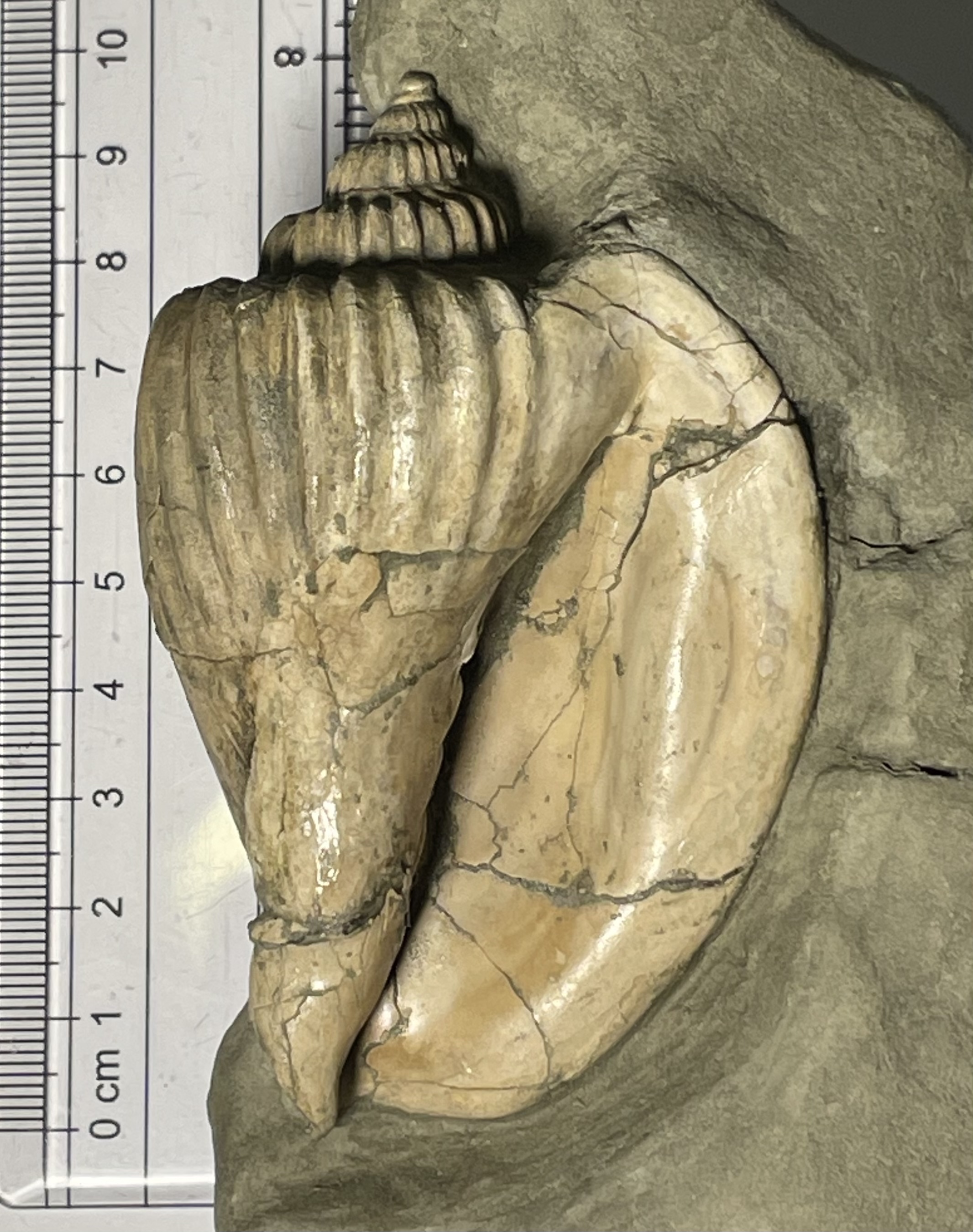 Monster mollusc fossil from New Zealand - Member Collections - The ...