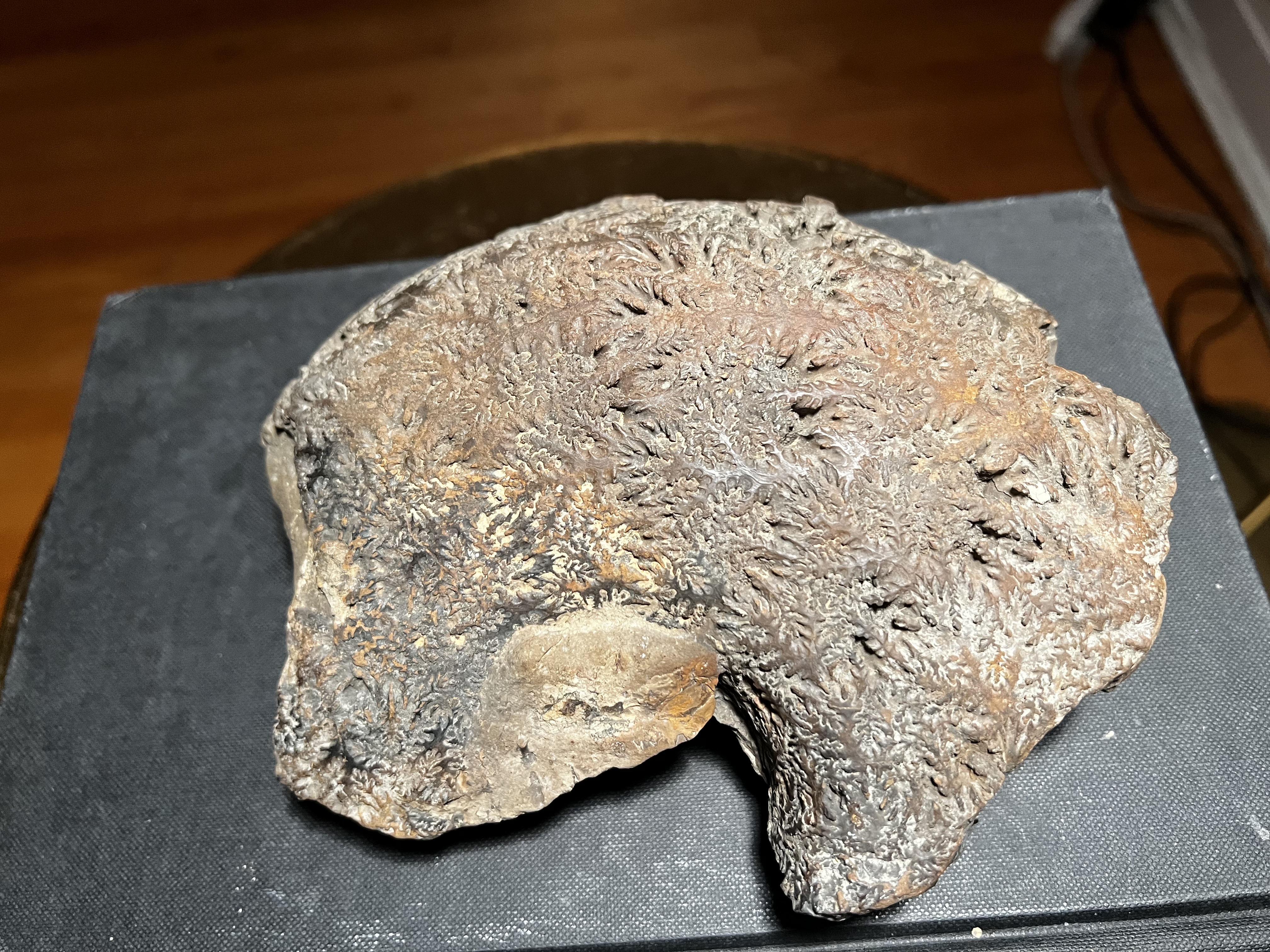 Fossilized paw print? Need help with ID - Fossil ID - The Fossil Forum