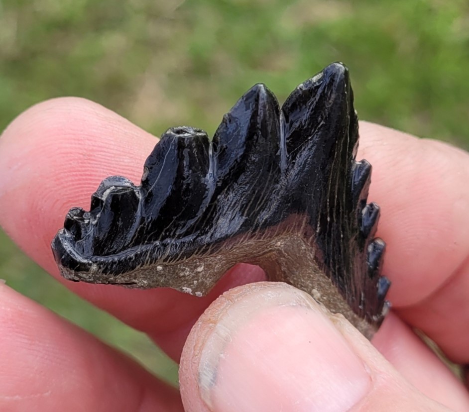 My Eocene Pit Does It Again; Archeocete Whale Tooth. - Fossil Hunting ...