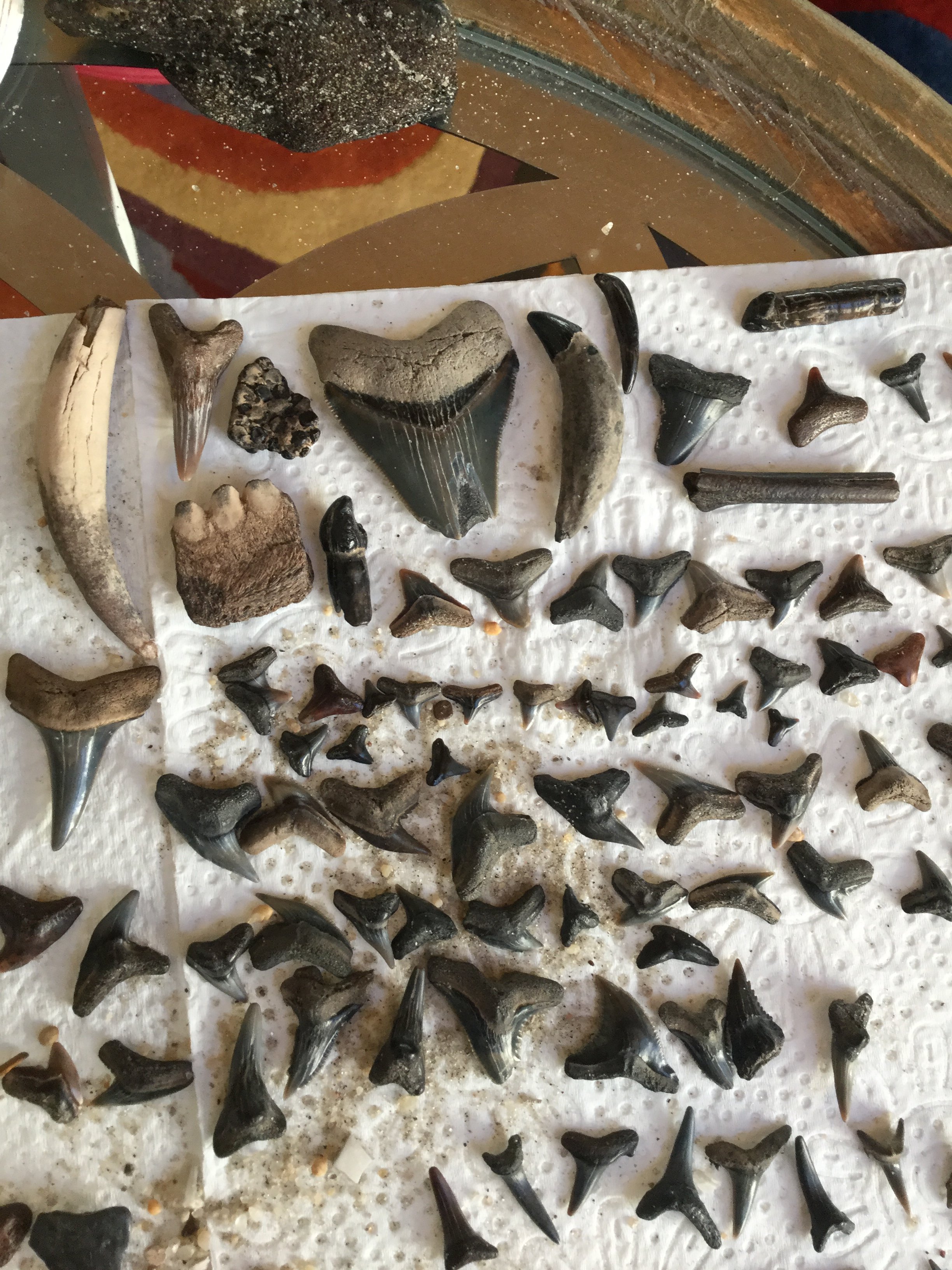 Calvert cliffs - Fossil Hunting Trips - The Fossil Forum