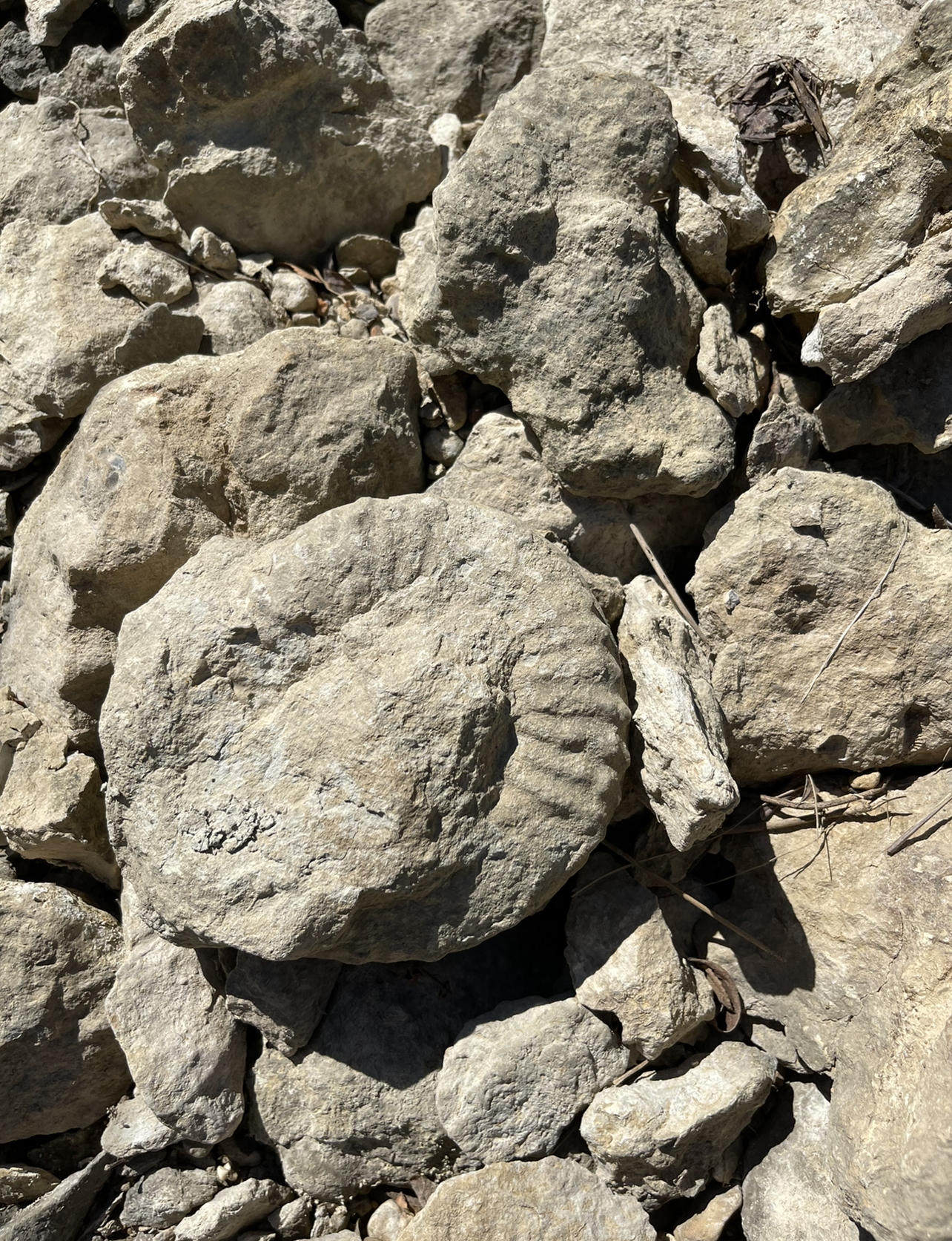 Quick hunt in the Main Street Formation of northern Texas - Fossil ...
