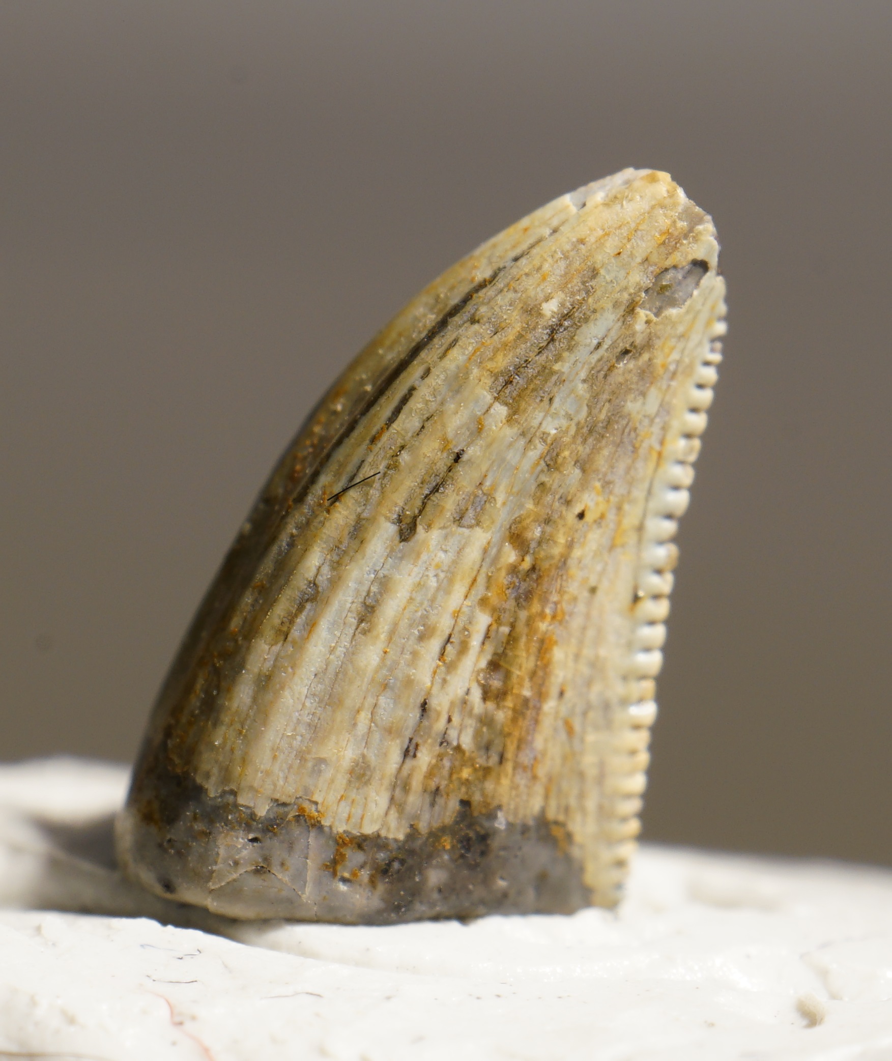 Saurornithelestes 2nd premax? - Fossil ID - The Fossil Forum