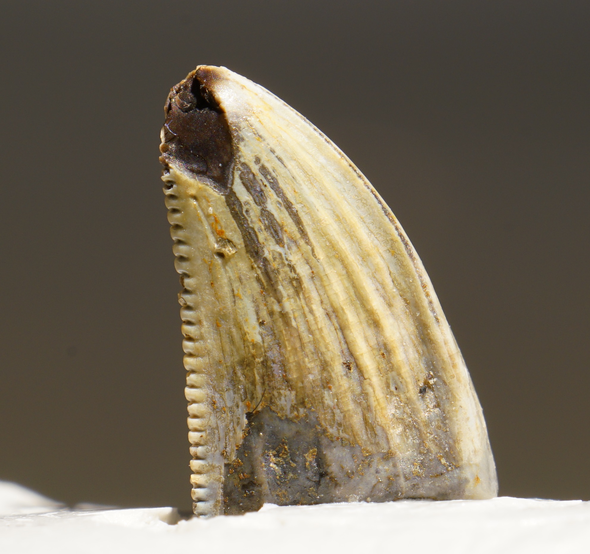 Saurornithelestes 2nd premax? - Fossil ID - The Fossil Forum