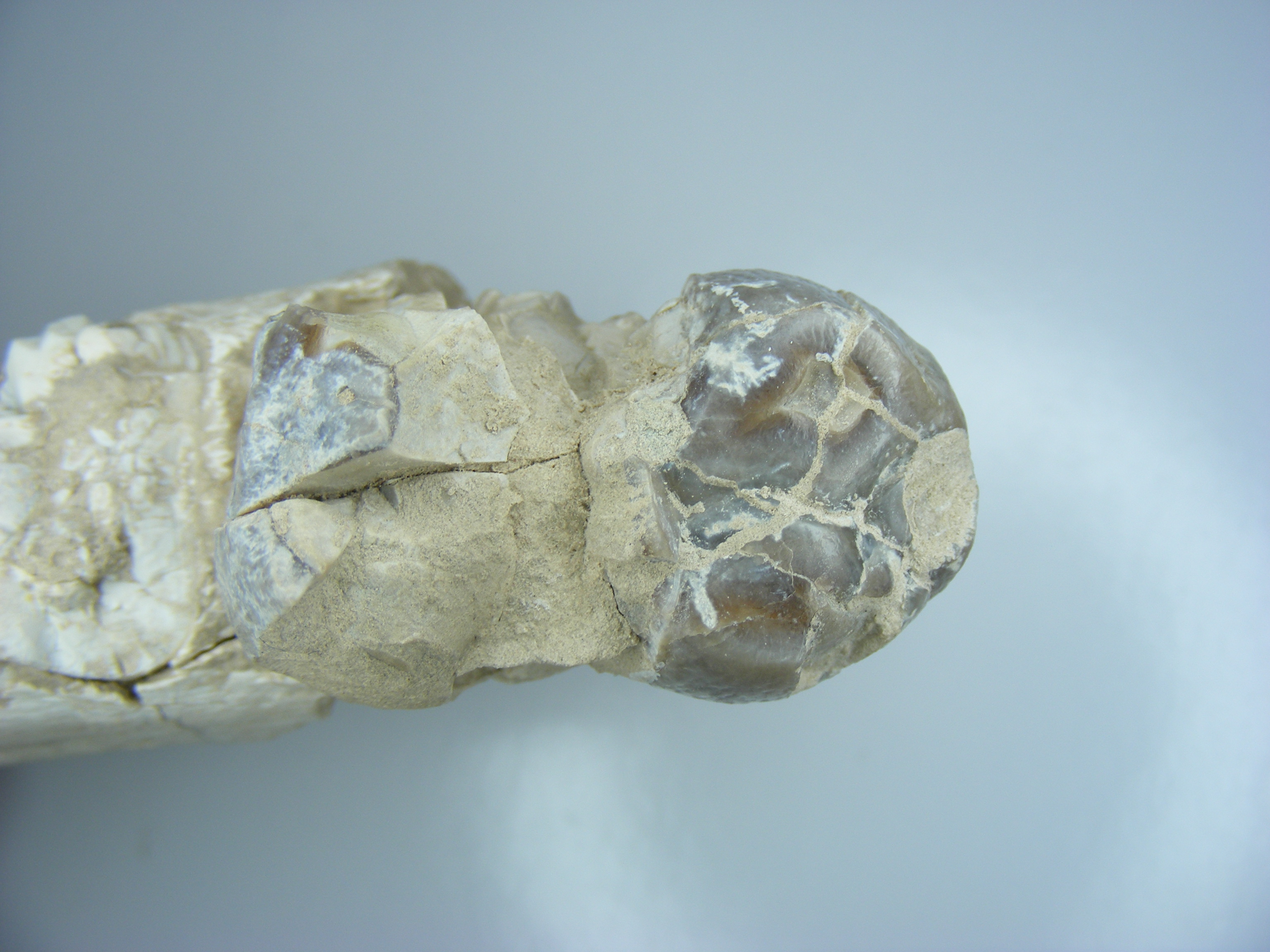 Some White River Formation Fossils For ID - Fossil ID - The Fossil Forum