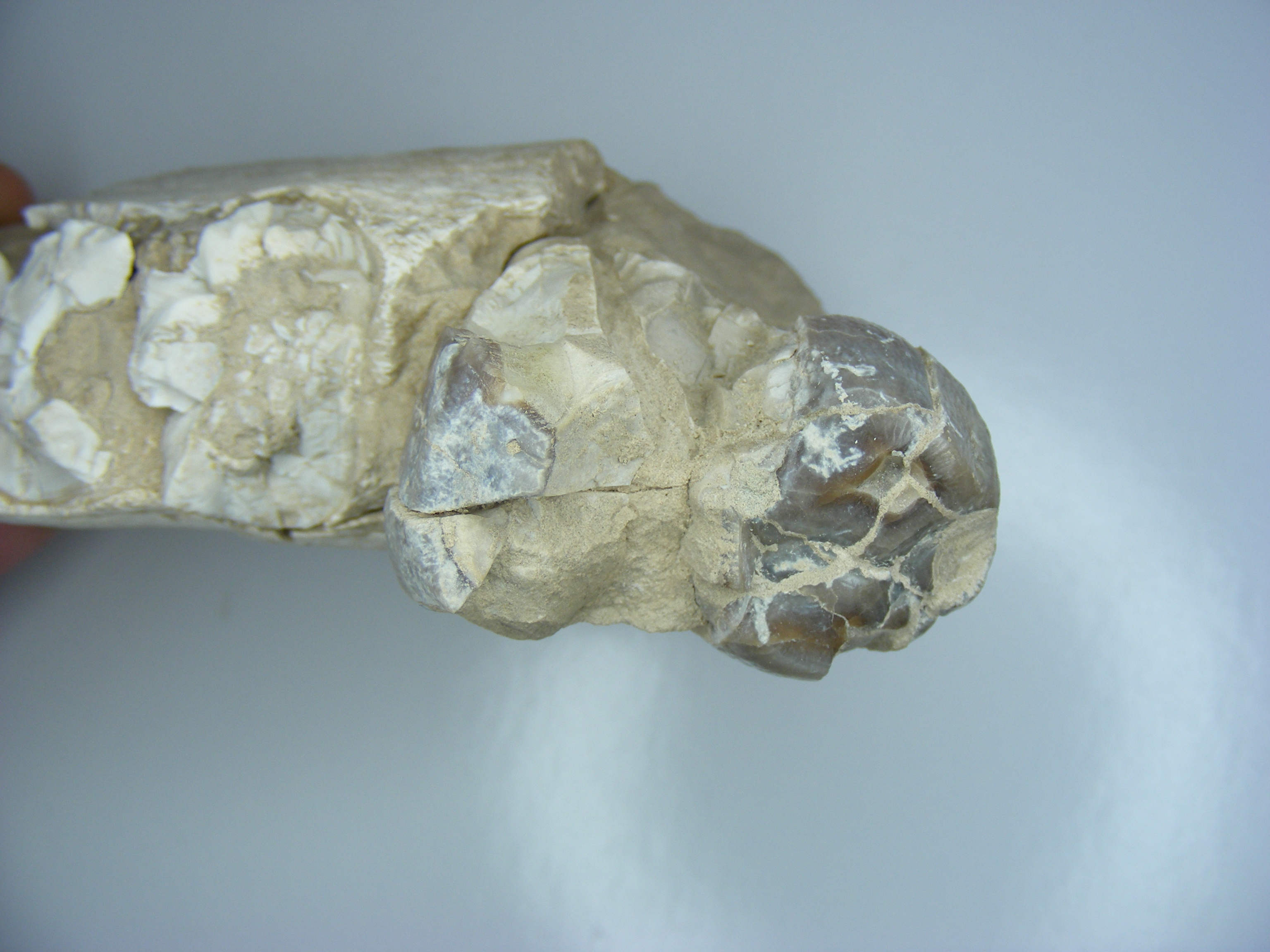Some White River Formation Fossils For ID - Fossil ID - The Fossil Forum