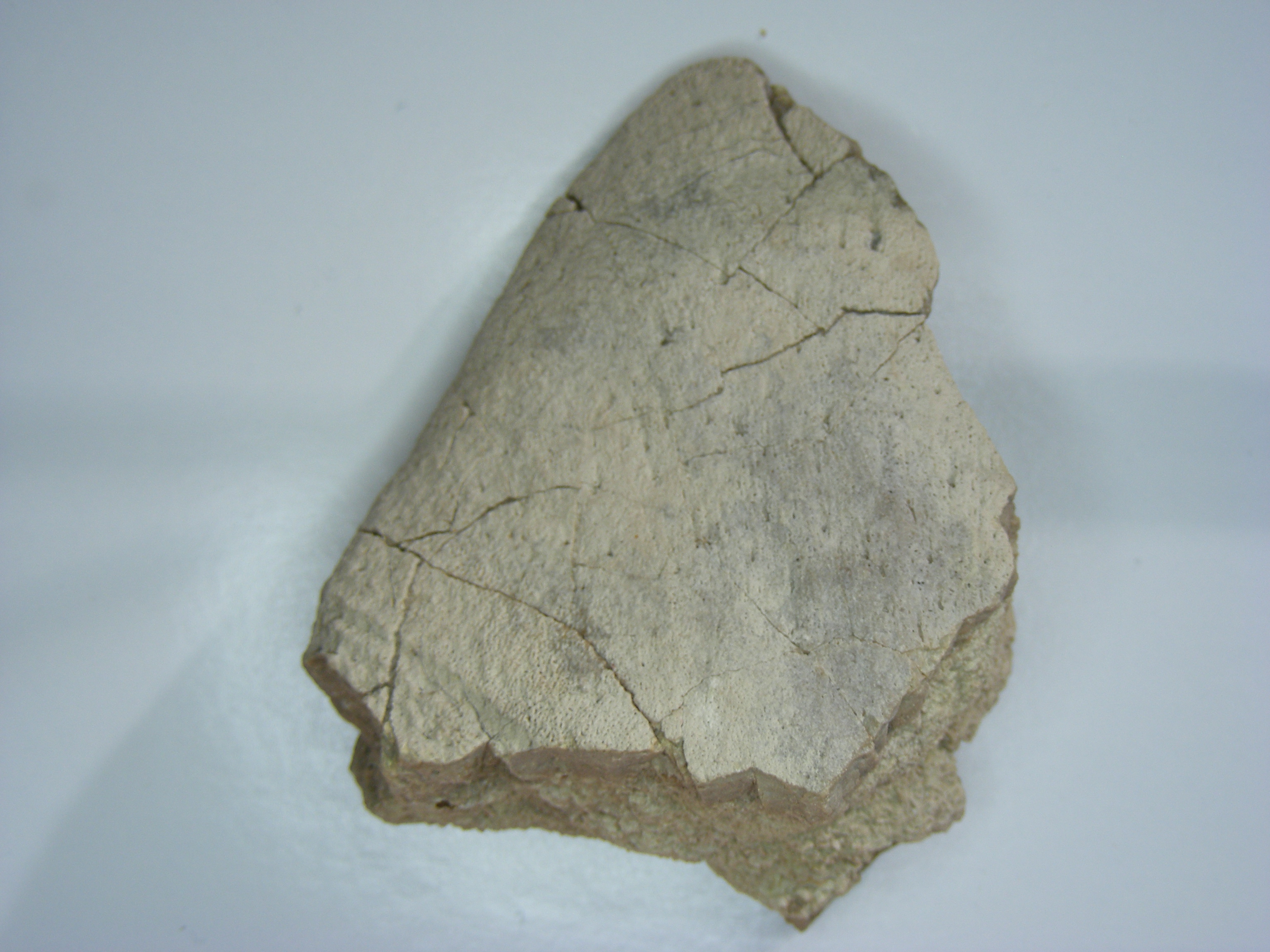 Some White River Formation Fossils For ID - Fossil ID - The Fossil Forum