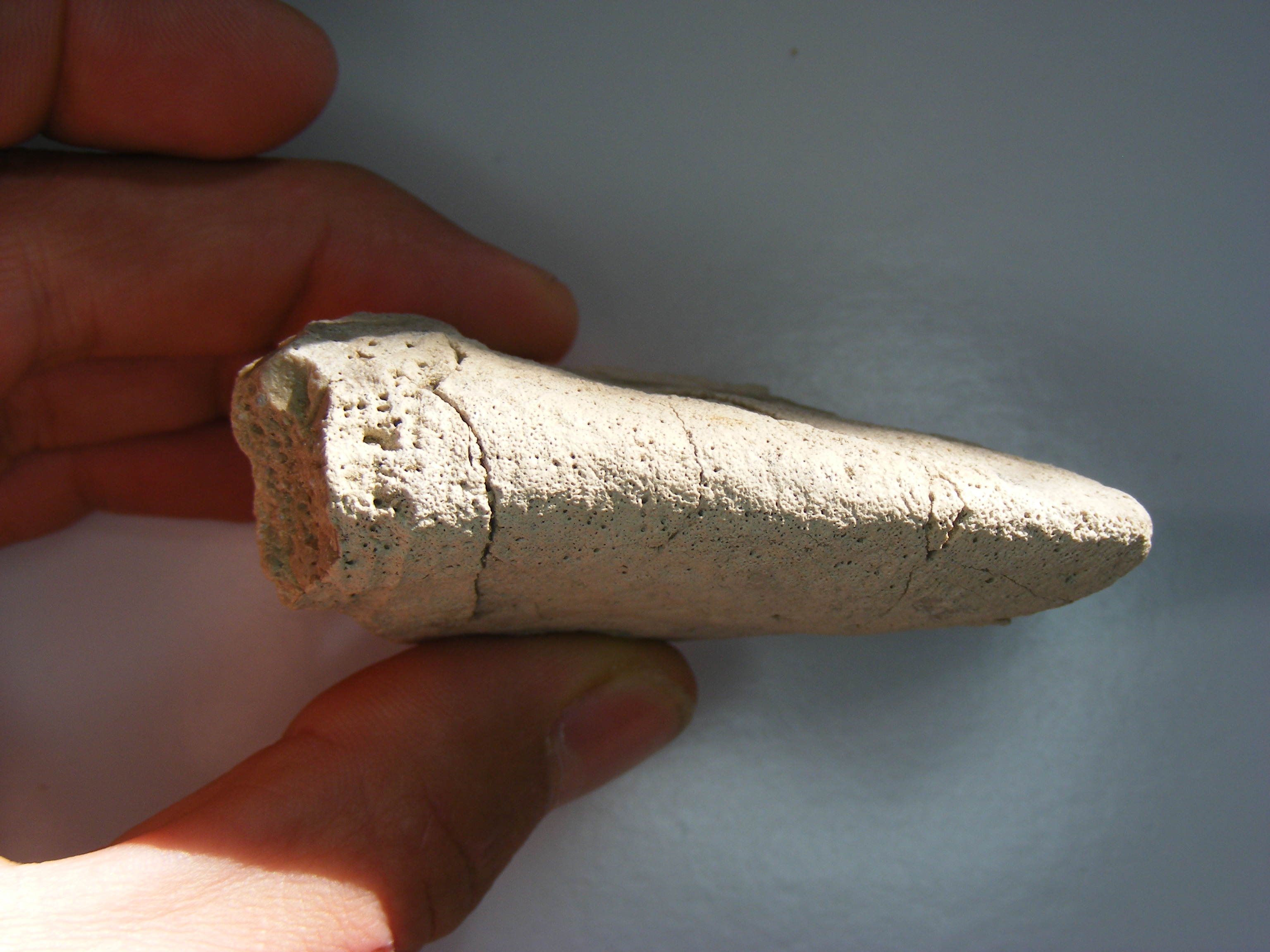 Some White River Formation Fossils For ID - Fossil ID - The Fossil Forum