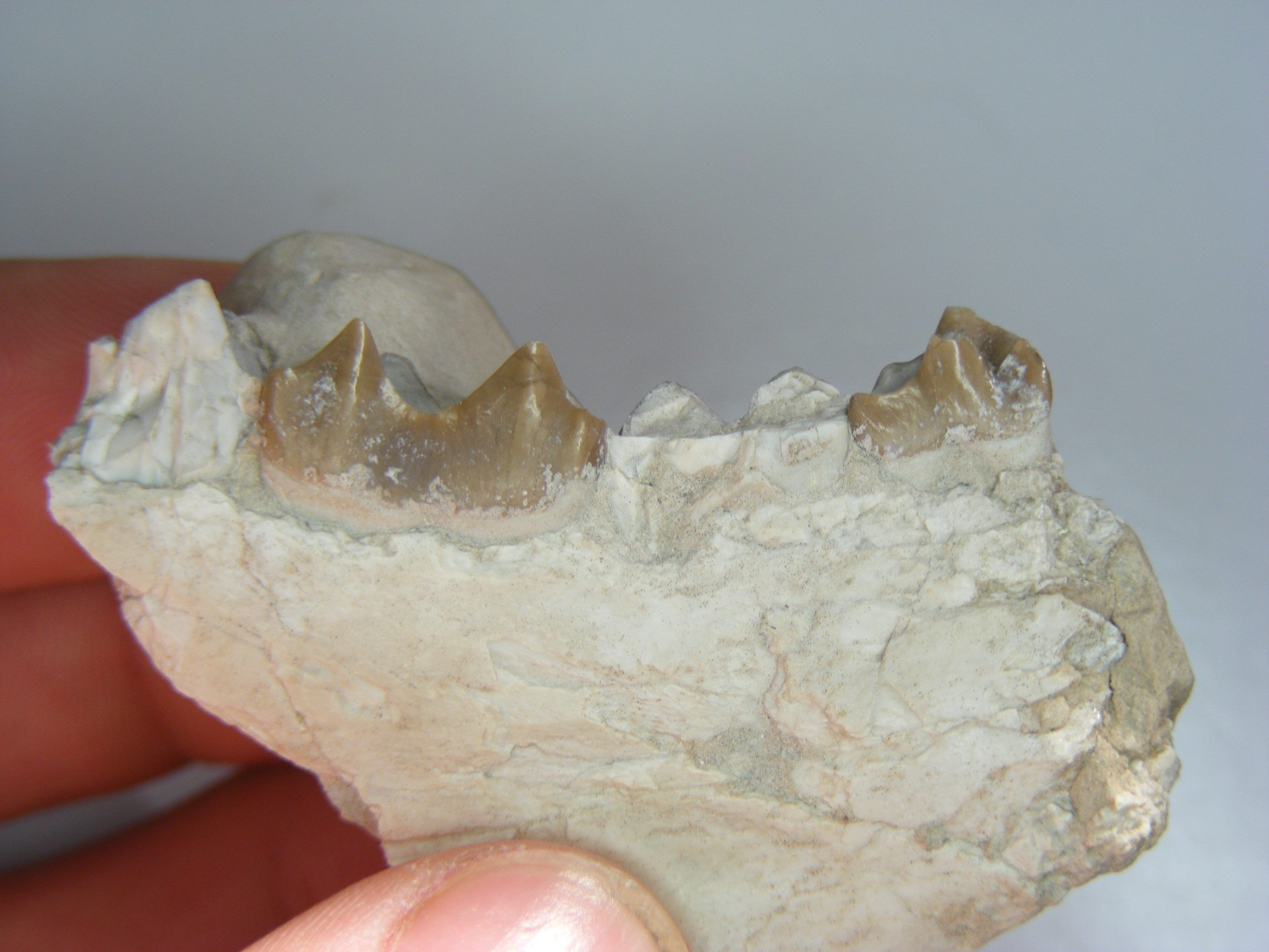 Some White River Formation Fossils For ID - Fossil ID - The Fossil Forum
