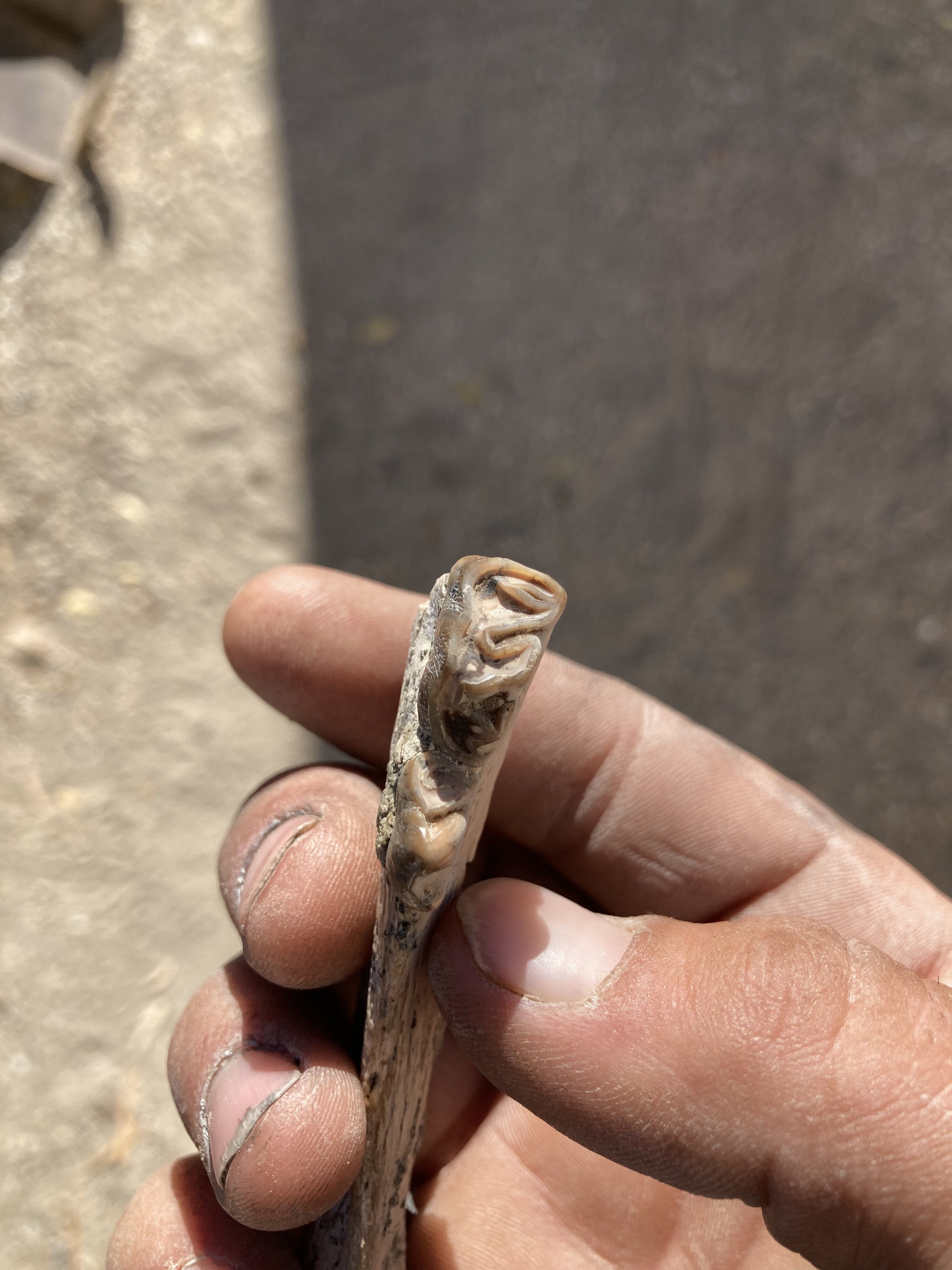 Pig? - Fossil ID - The Fossil Forum
