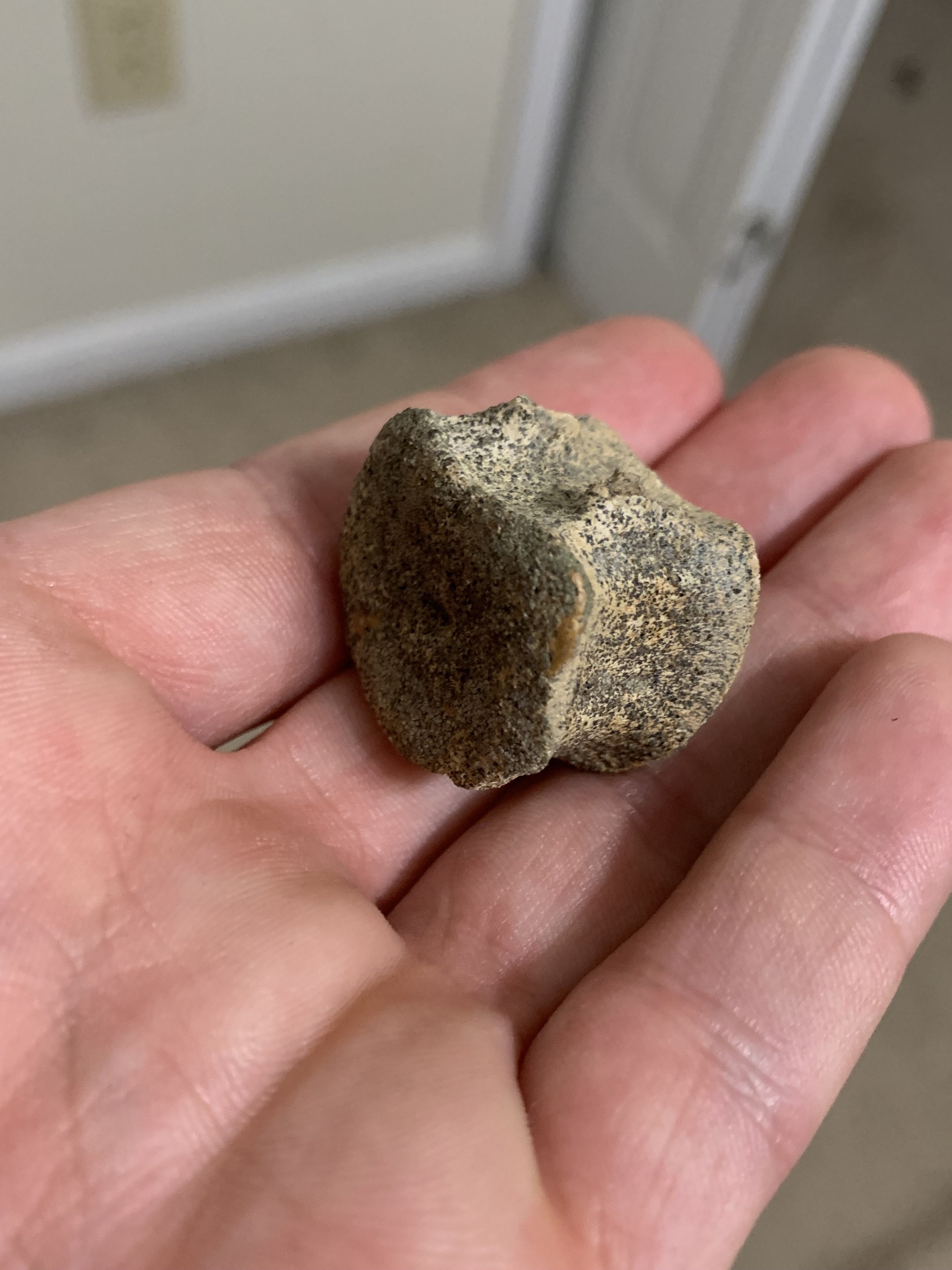 True Fossil Identity - Fossil ID - The Fossil Forum
