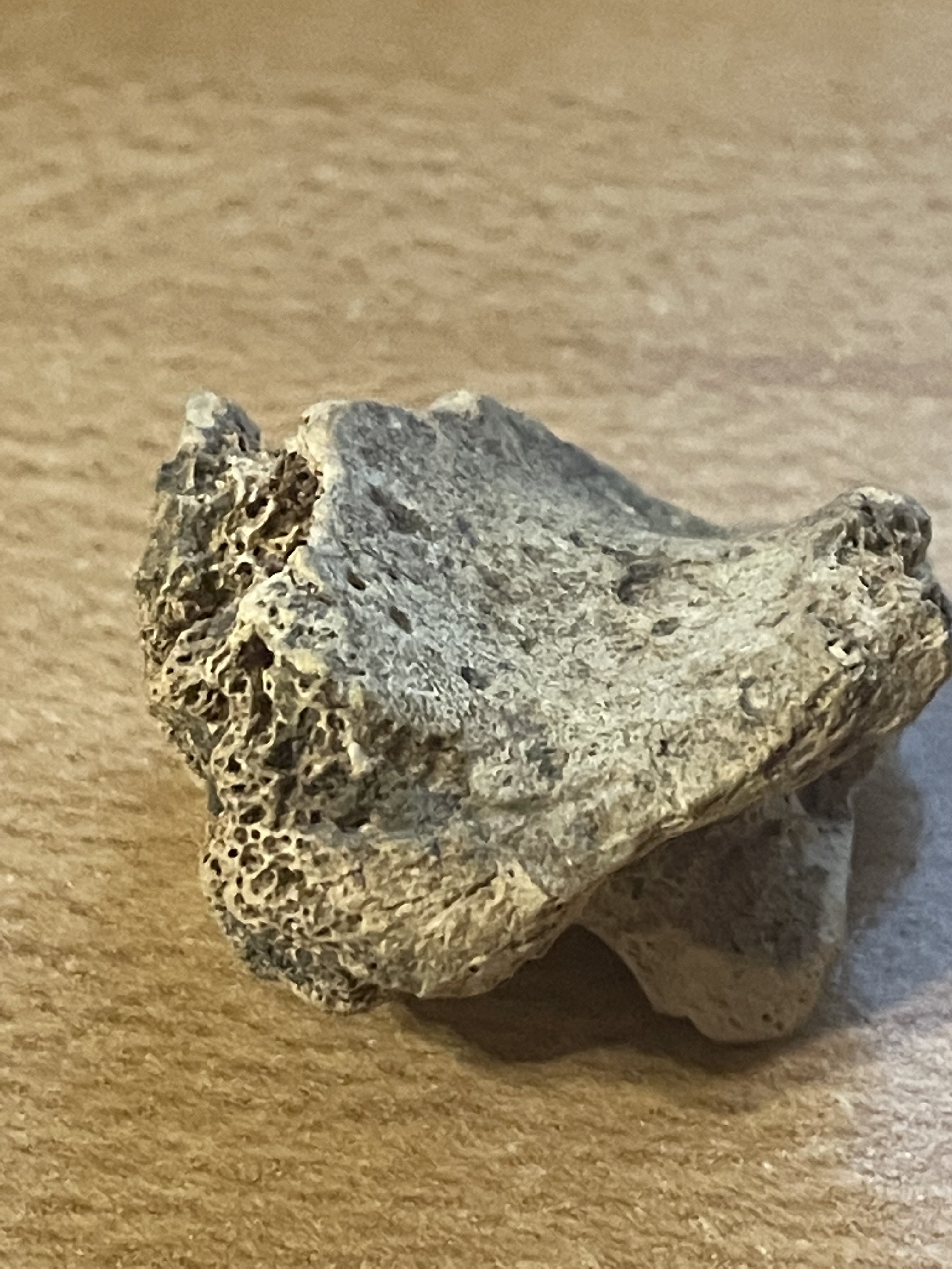 Mystery Bone - Fossil ID - The Fossil Forum