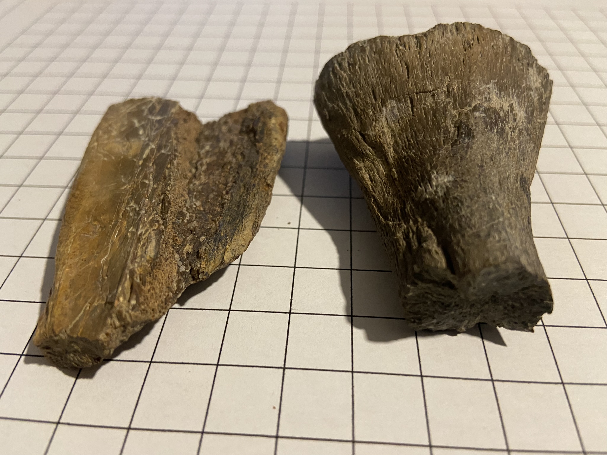 Mosasaur flipper digit? and additional fossil - Fossil ID - The Fossil ...