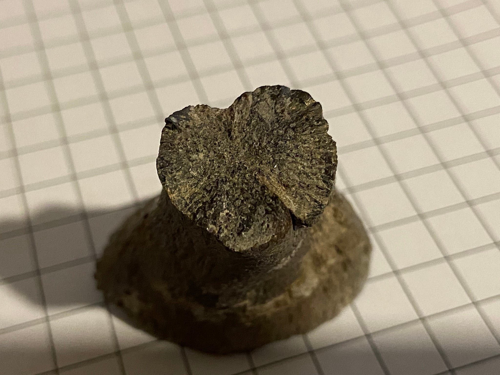Mosasaur flipper digit? and additional fossil - Fossil ID - The Fossil ...