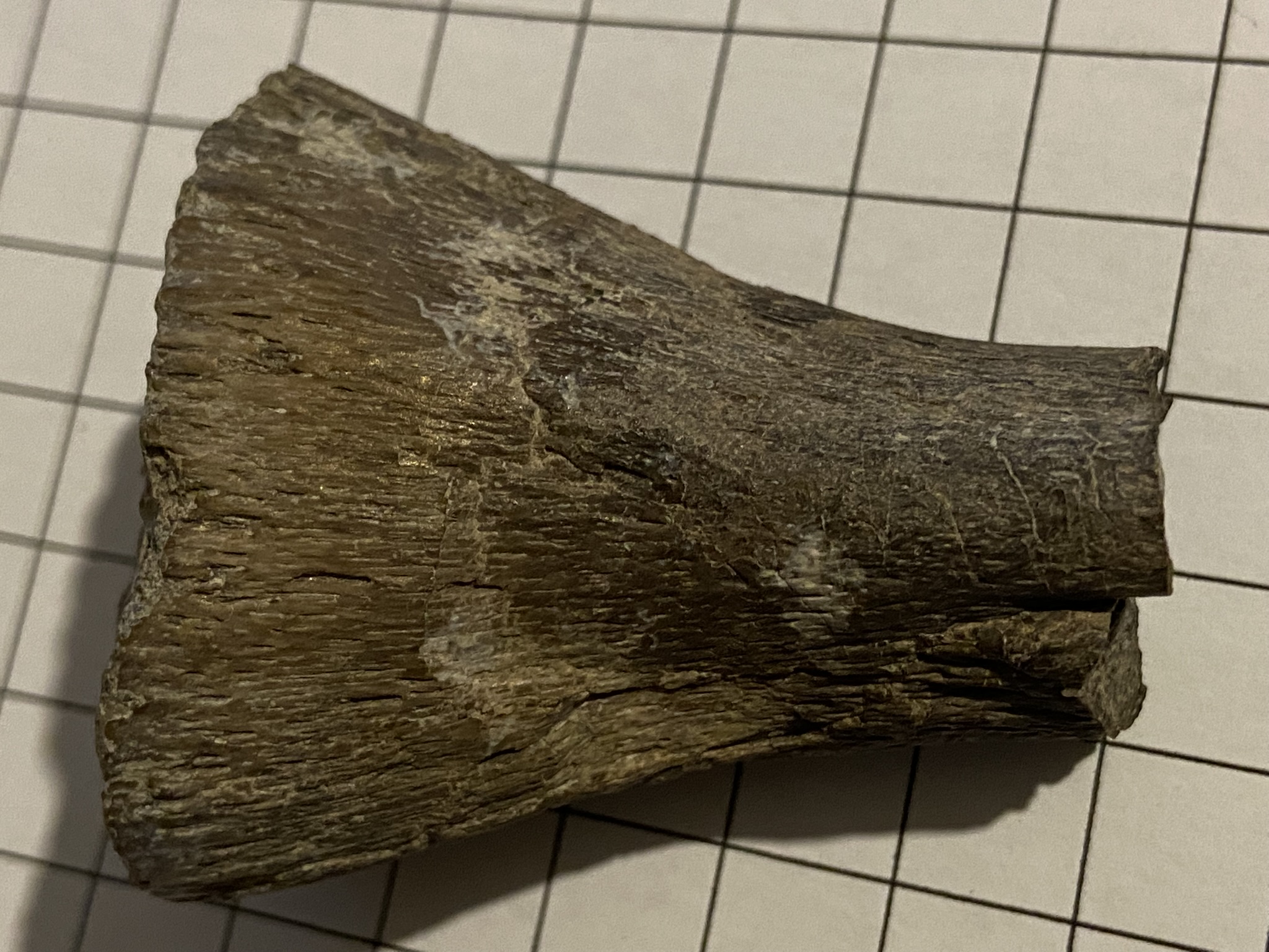 Mosasaur flipper digit? and additional fossil - Fossil ID - The Fossil ...