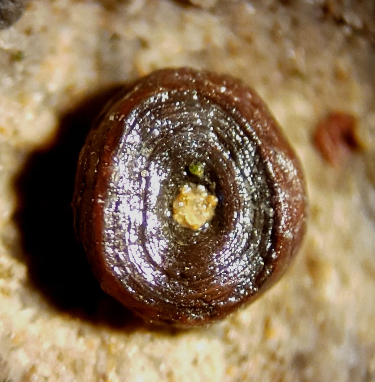 Fossil Needs Id....looks Alot Like A Sea Anemone. - Fossil ID - The ...