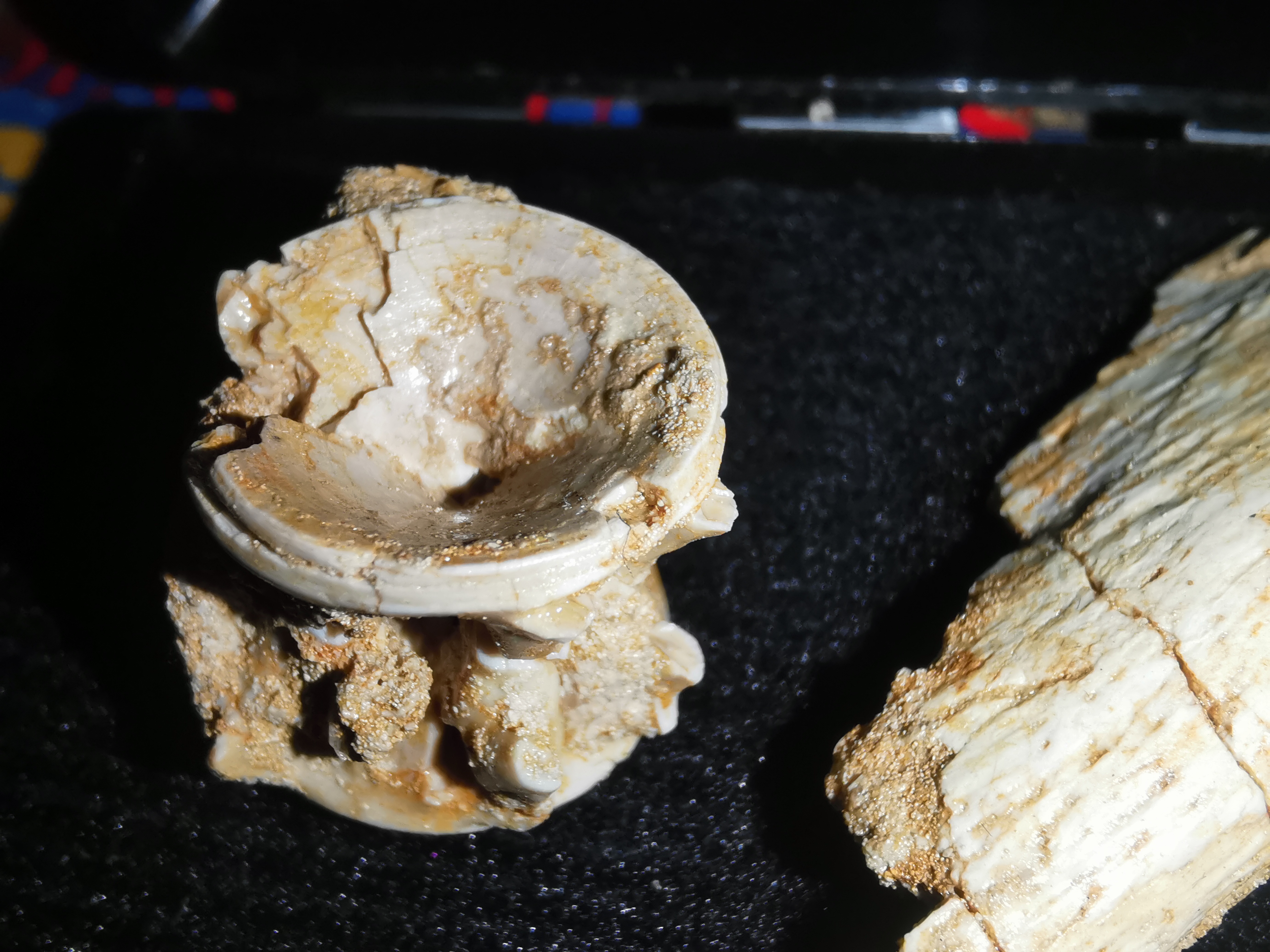 Mammoth Tooth - Fossil Preparation - The Fossil Forum