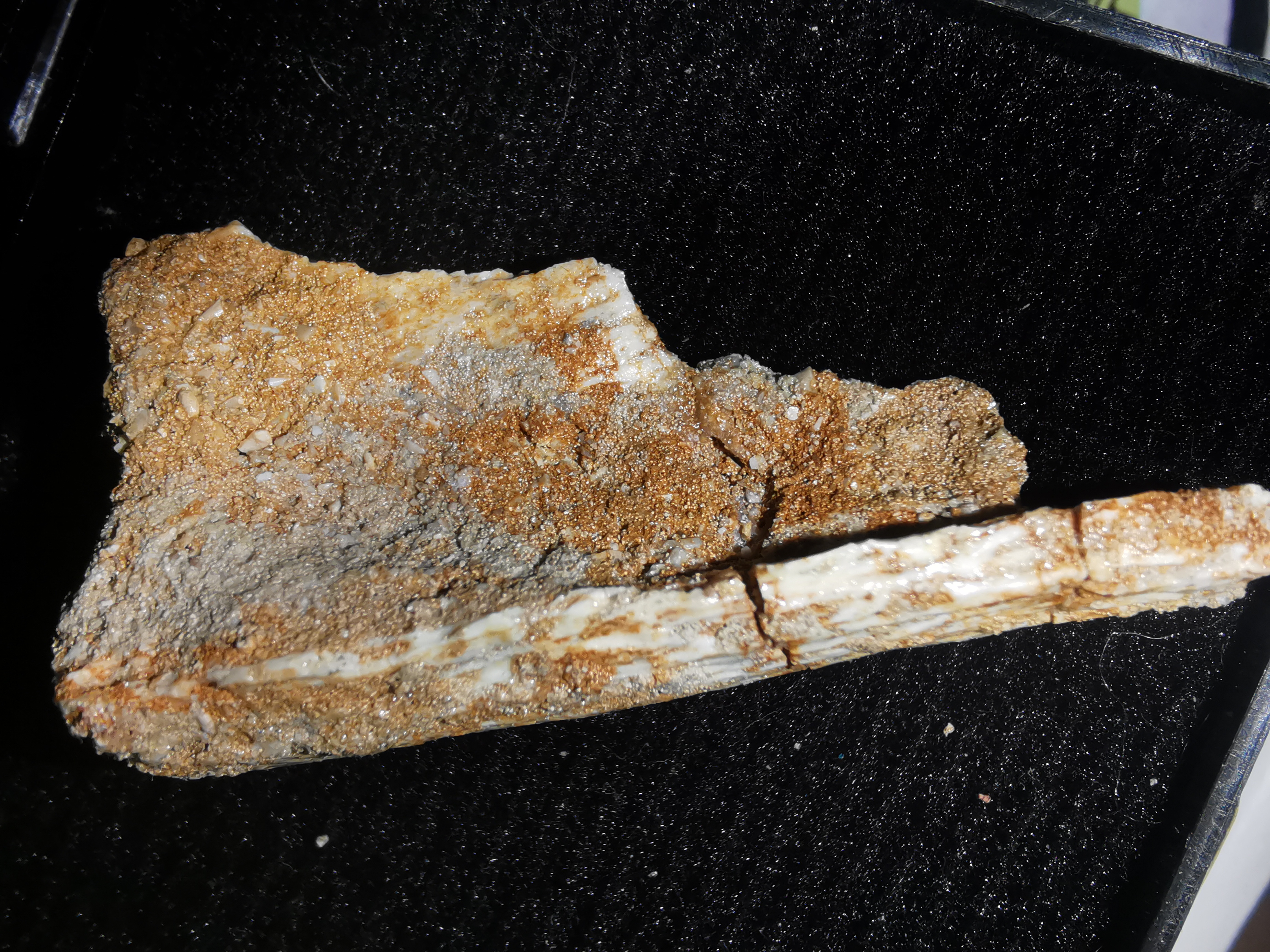 Mammoth Tooth - Fossil Preparation - The Fossil Forum