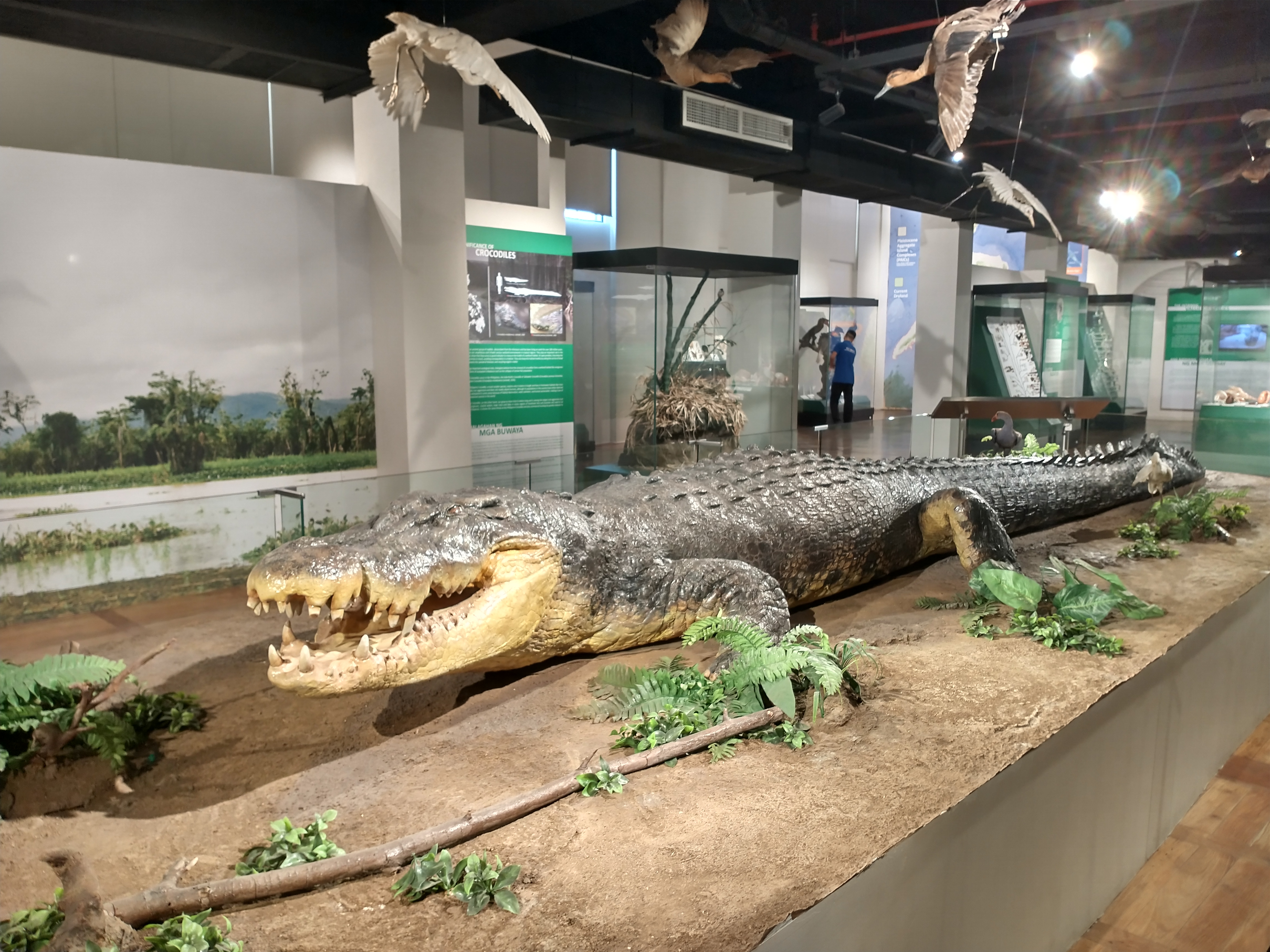 Filipino Fossils of the National Museum of Natural History, Manila ...